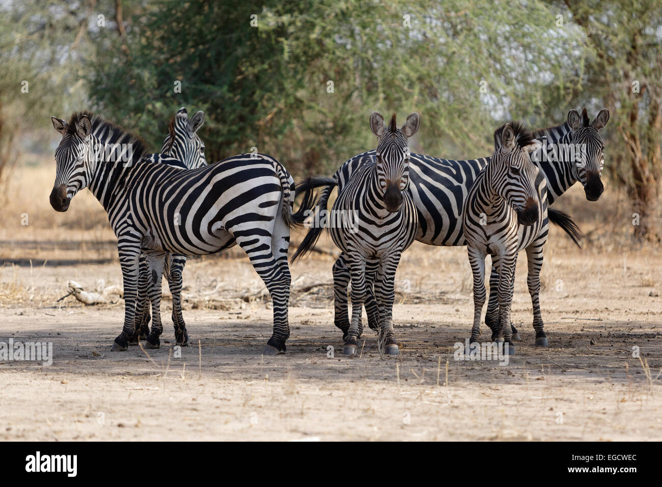 Zebra in shade hi-res stock photography and images - Alamy