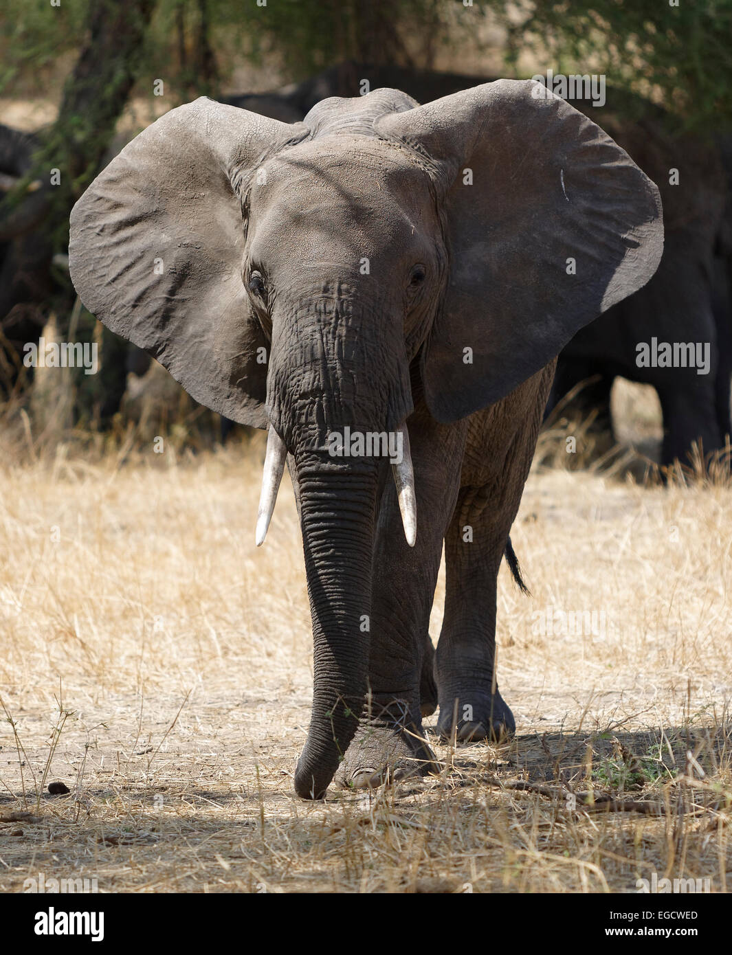 African Elephant moving from his flock towards the photographer Stock ...