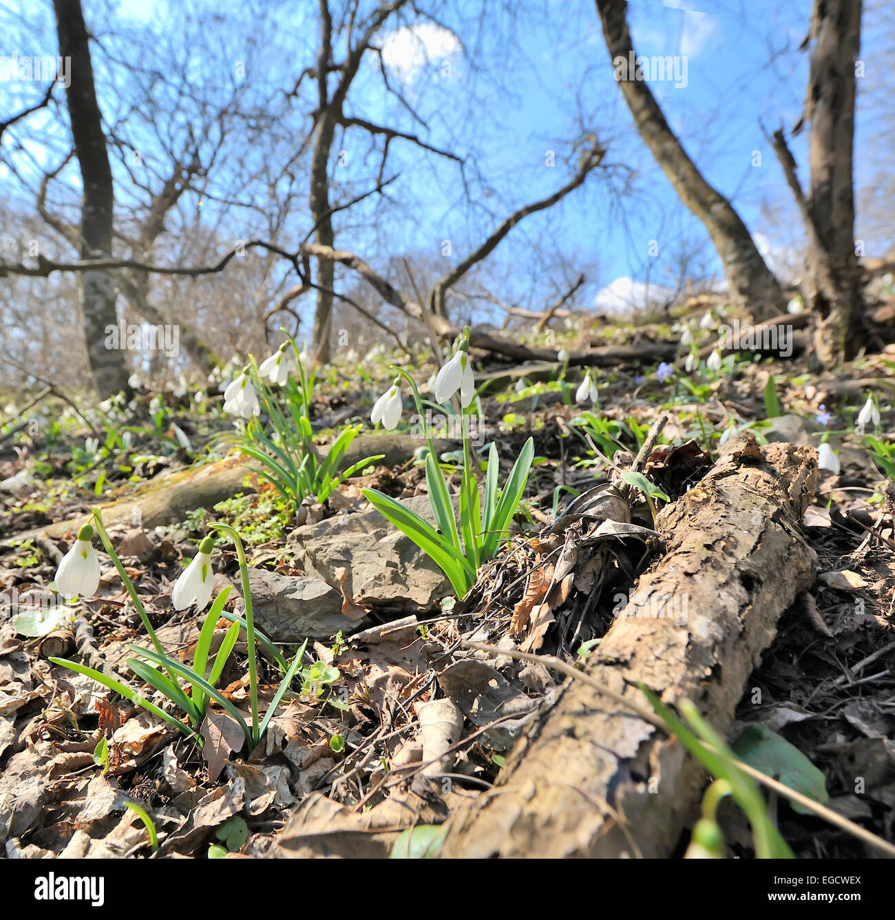 Snowdrops in the forest hi-res stock photography and images - Alamy