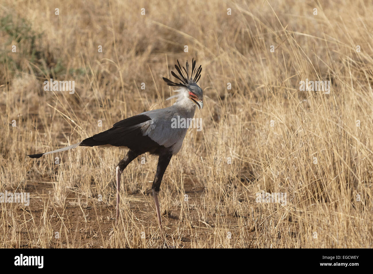 Secretarybird / Secretary bird walking over the savanna in Africa Stock ...