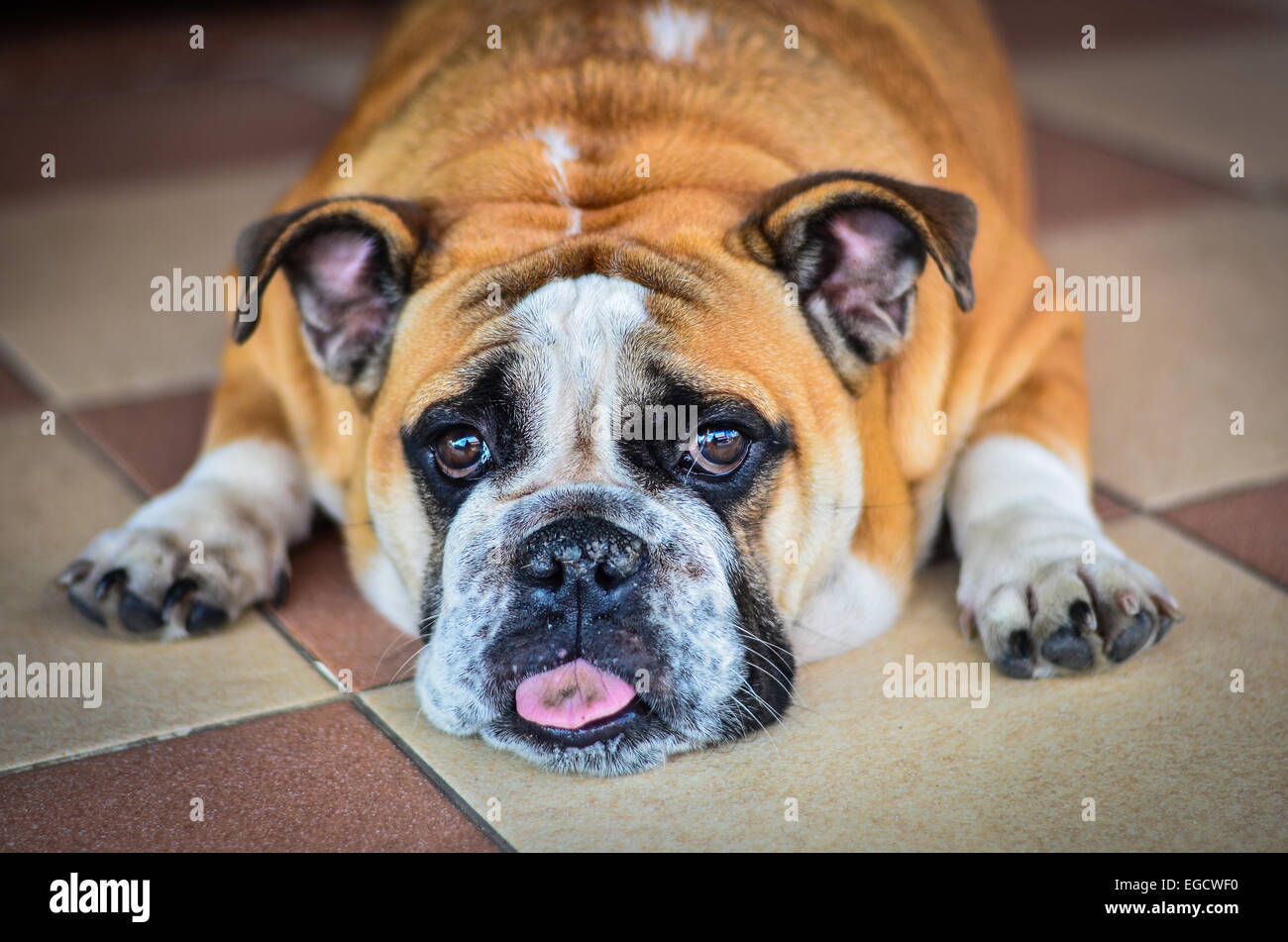 Tired bull hi-res stock photography and images - Alamy