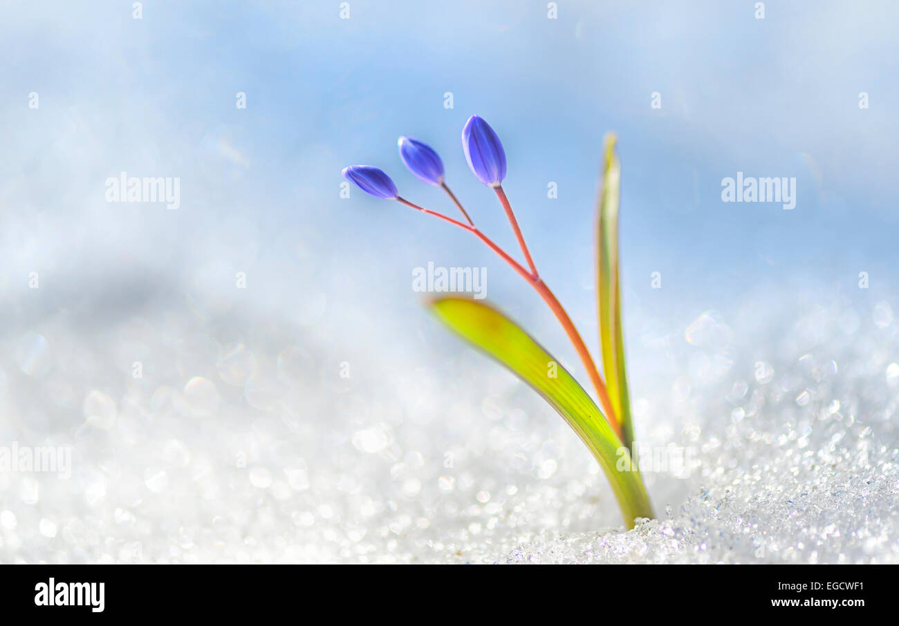 Flower growing snow hi-res stock photography and images - Alamy
