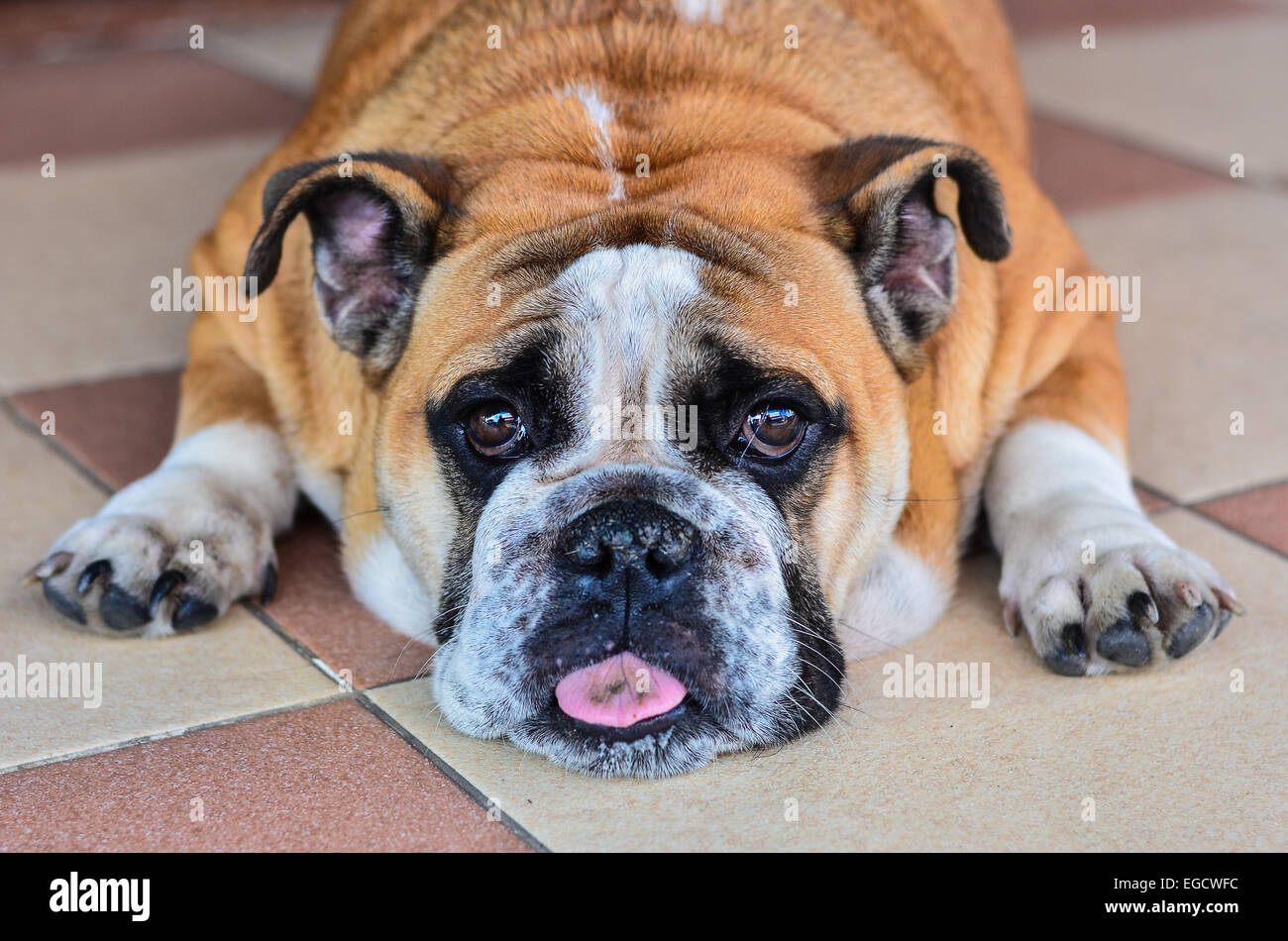 Fat bulldog puppy hi-res stock photography and images - Alamy