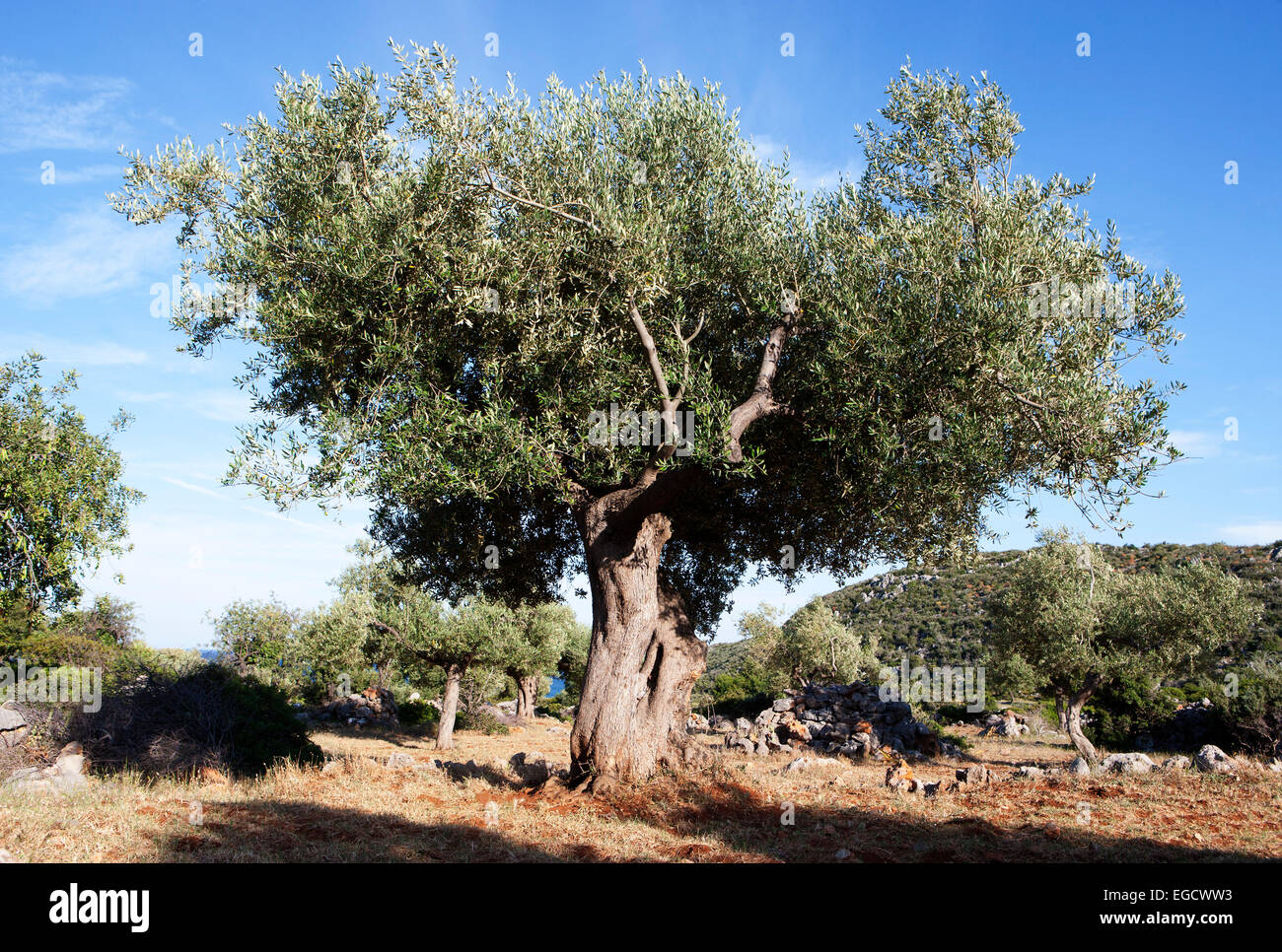 Old Olive tree (Olea europaea), near Limenas Geraka, Peloponnese ...