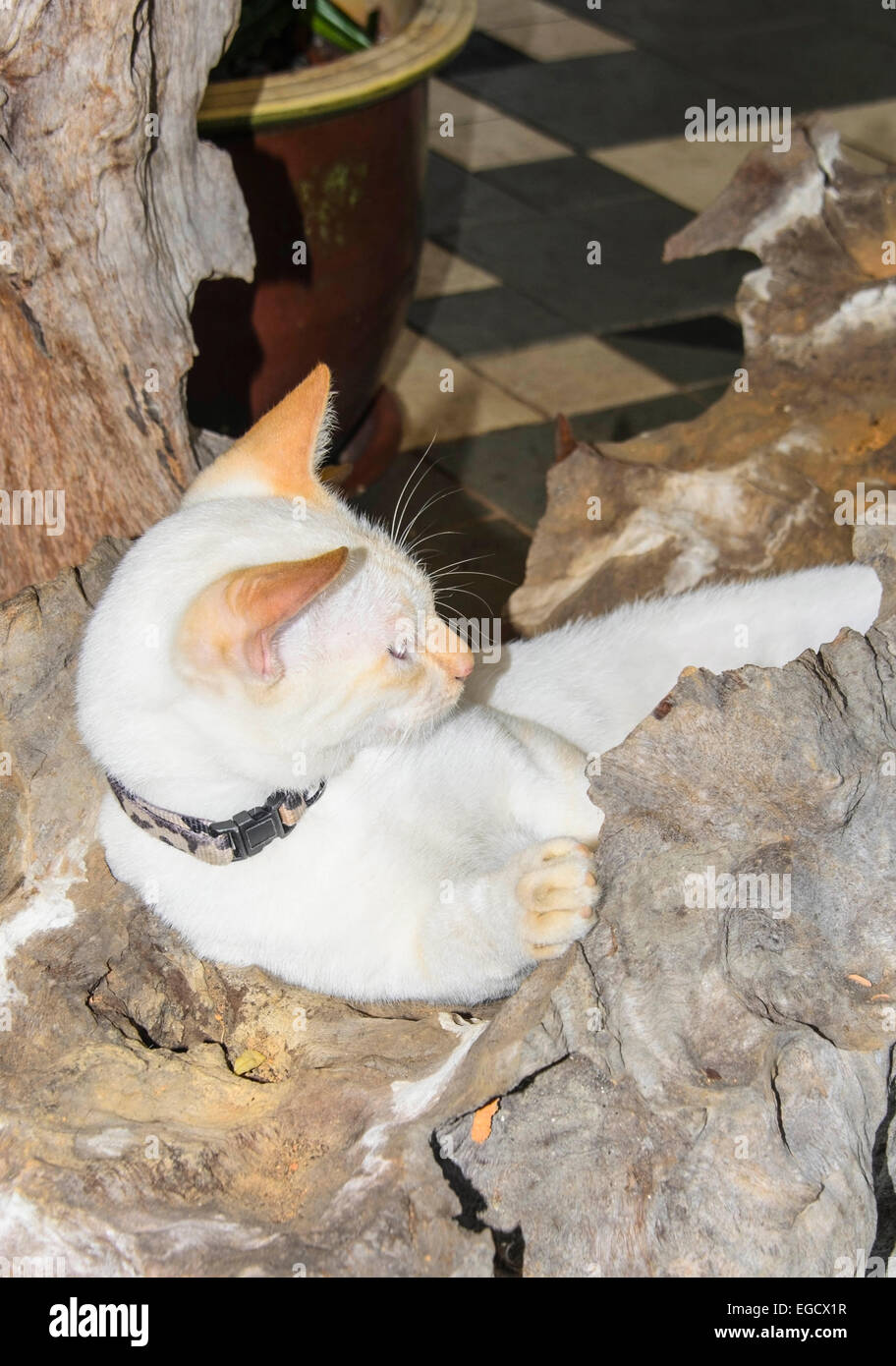 White cat resting on wooden stump Stock Photo - Alamy
