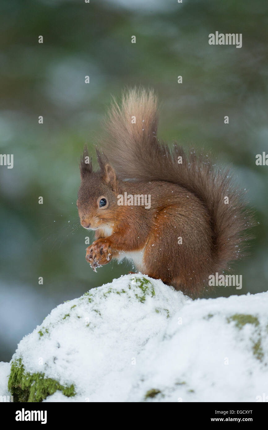 Red squirrel snow christmas tree hi-res stock photography and images ...