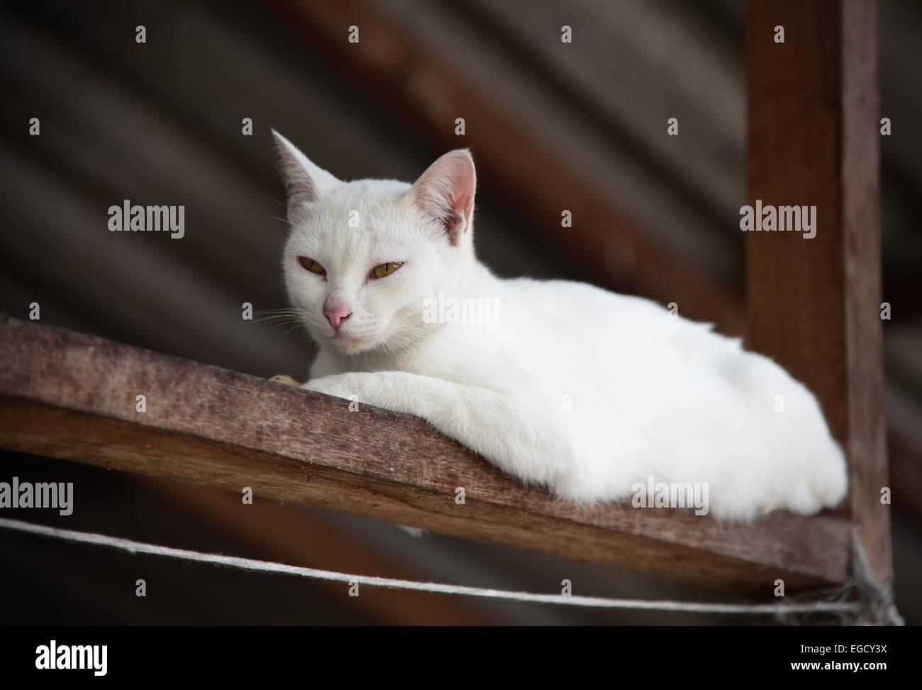 White cat portrait Stock Photo - Alamy