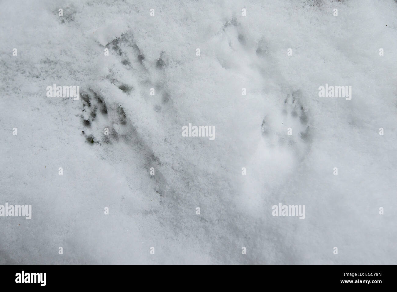 Squirrel footprint hi-res stock photography and images - Alamy