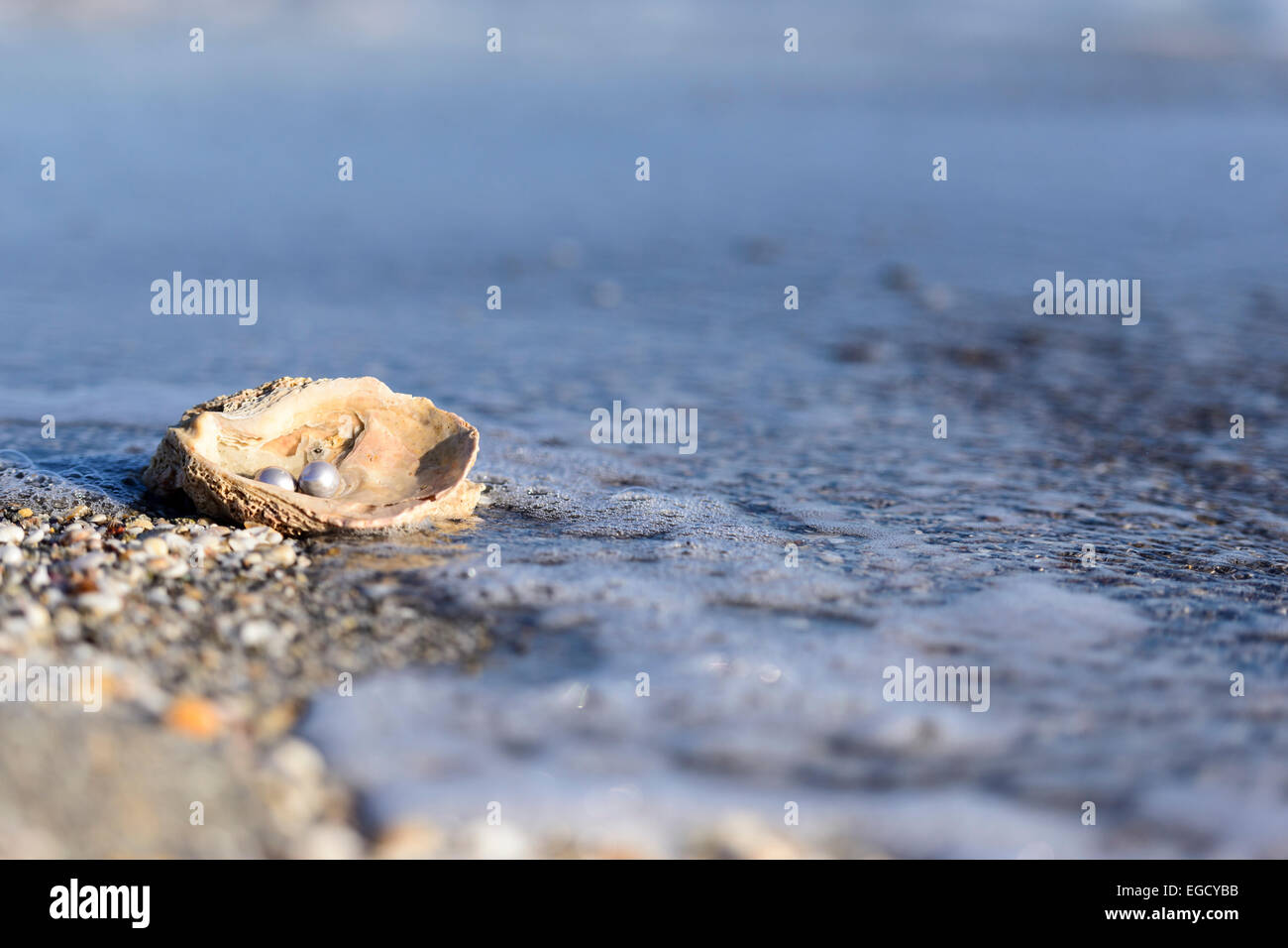 Australian pearls over an old shell on the beach washed by the waves of ...