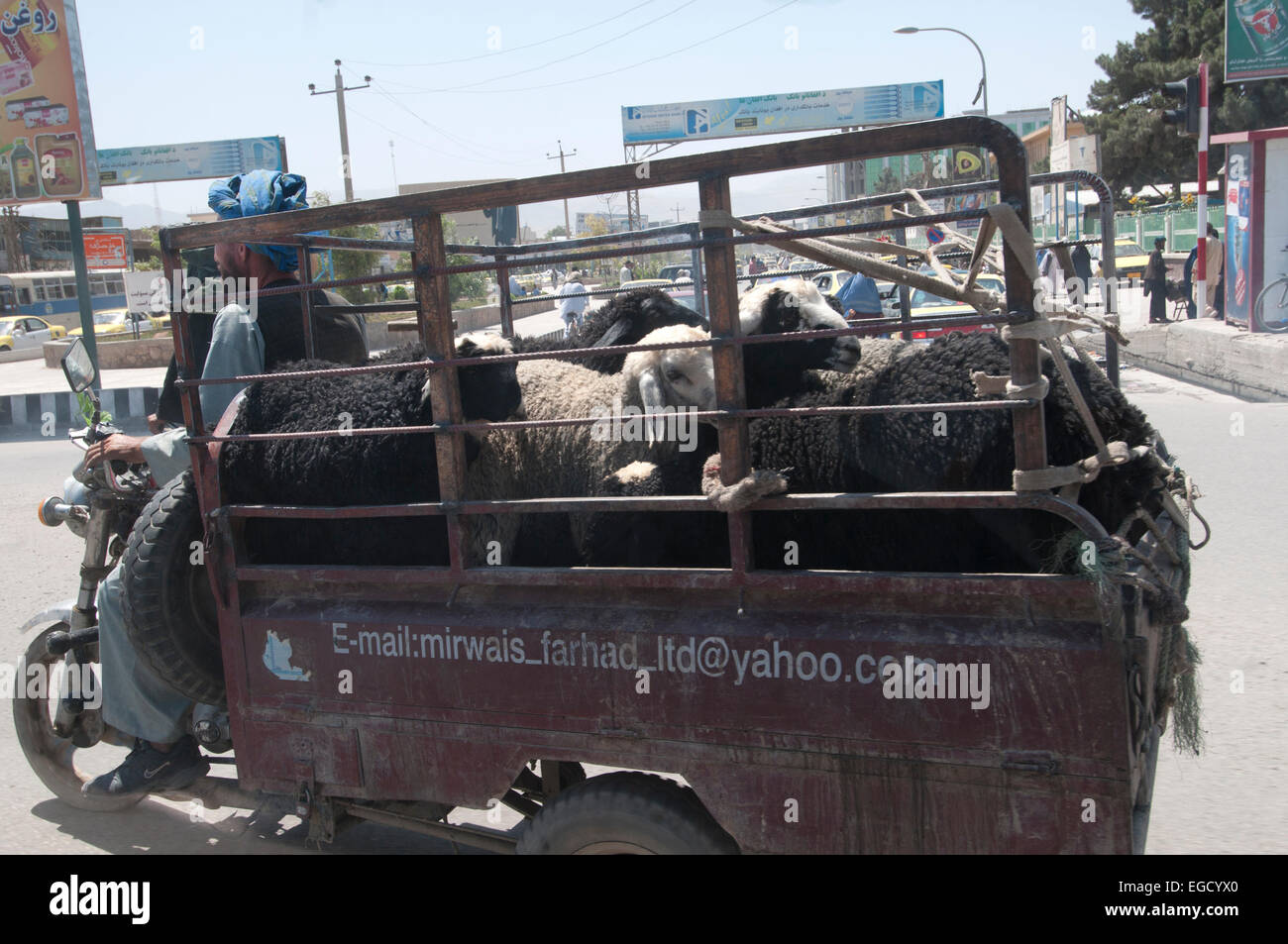 Kabul. Sheep being transported in back of small pickup powered by a ...
