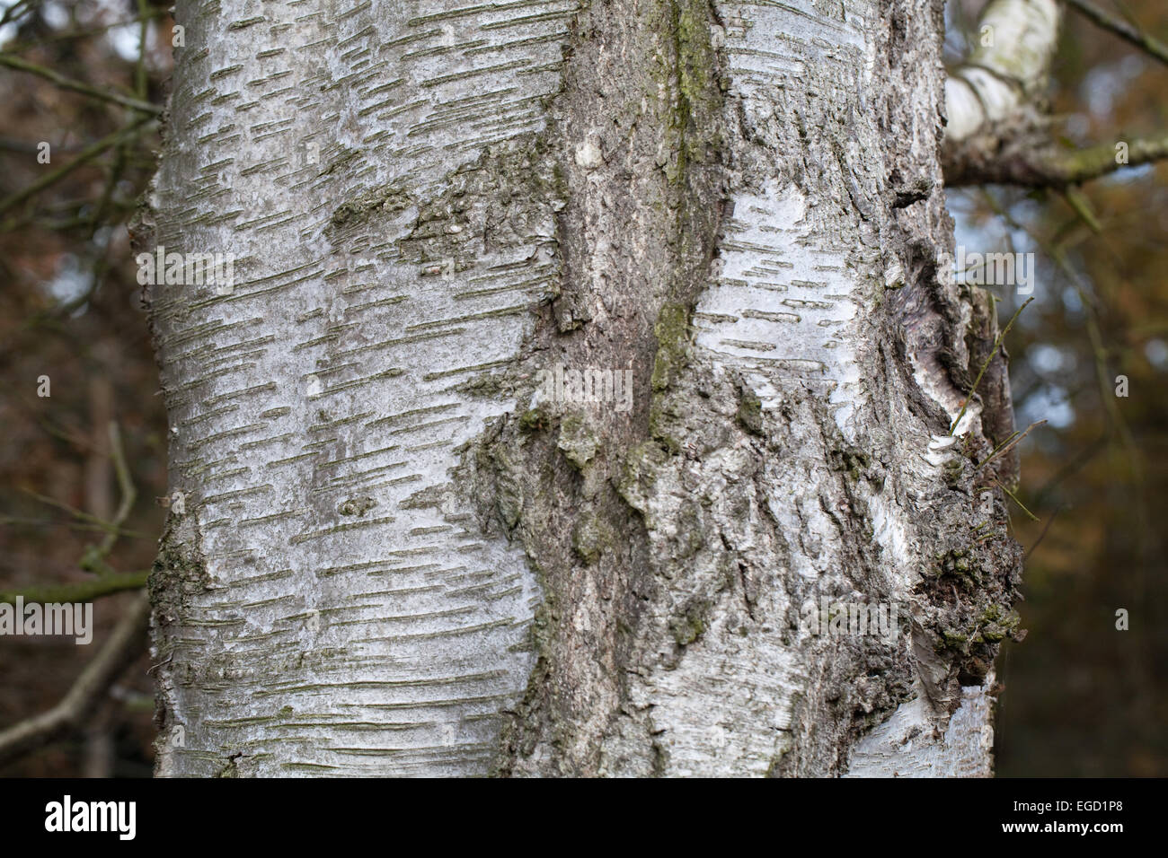 Downy Birch (Betula pubescens). Trunk of a mature Tree. Calthorpe Broad ...