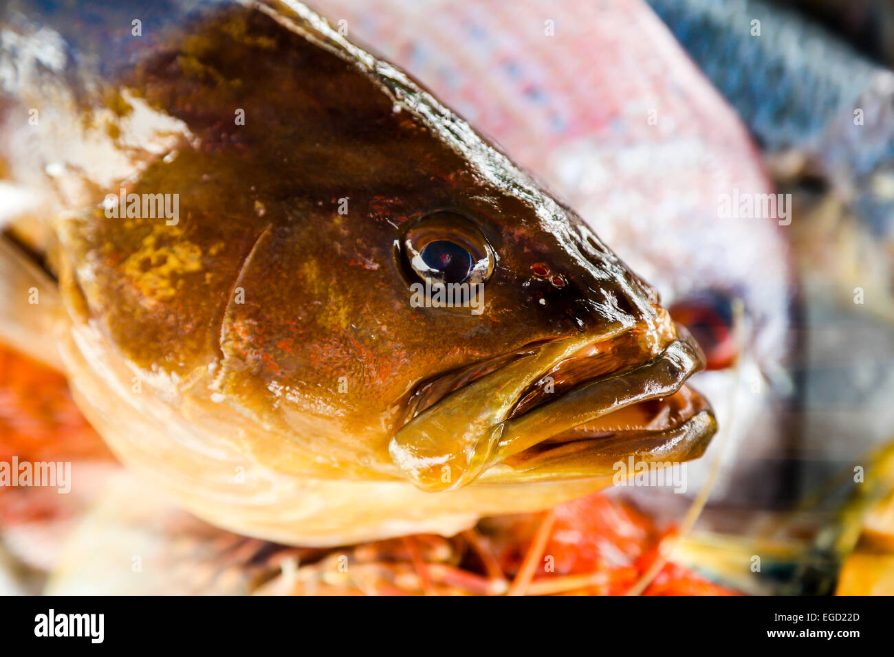 Fish available in the restaurants of Paphos Harbour area Stock Photo ...
