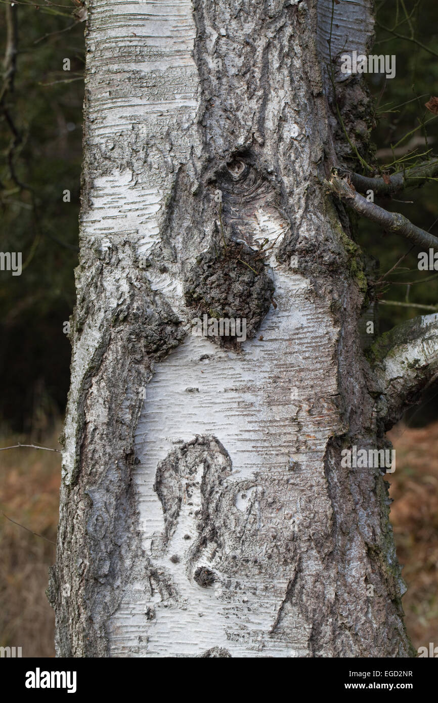 Downy Birch (Betula pubescens). Trunk of a mature Tree. Calthorpe Broad ...