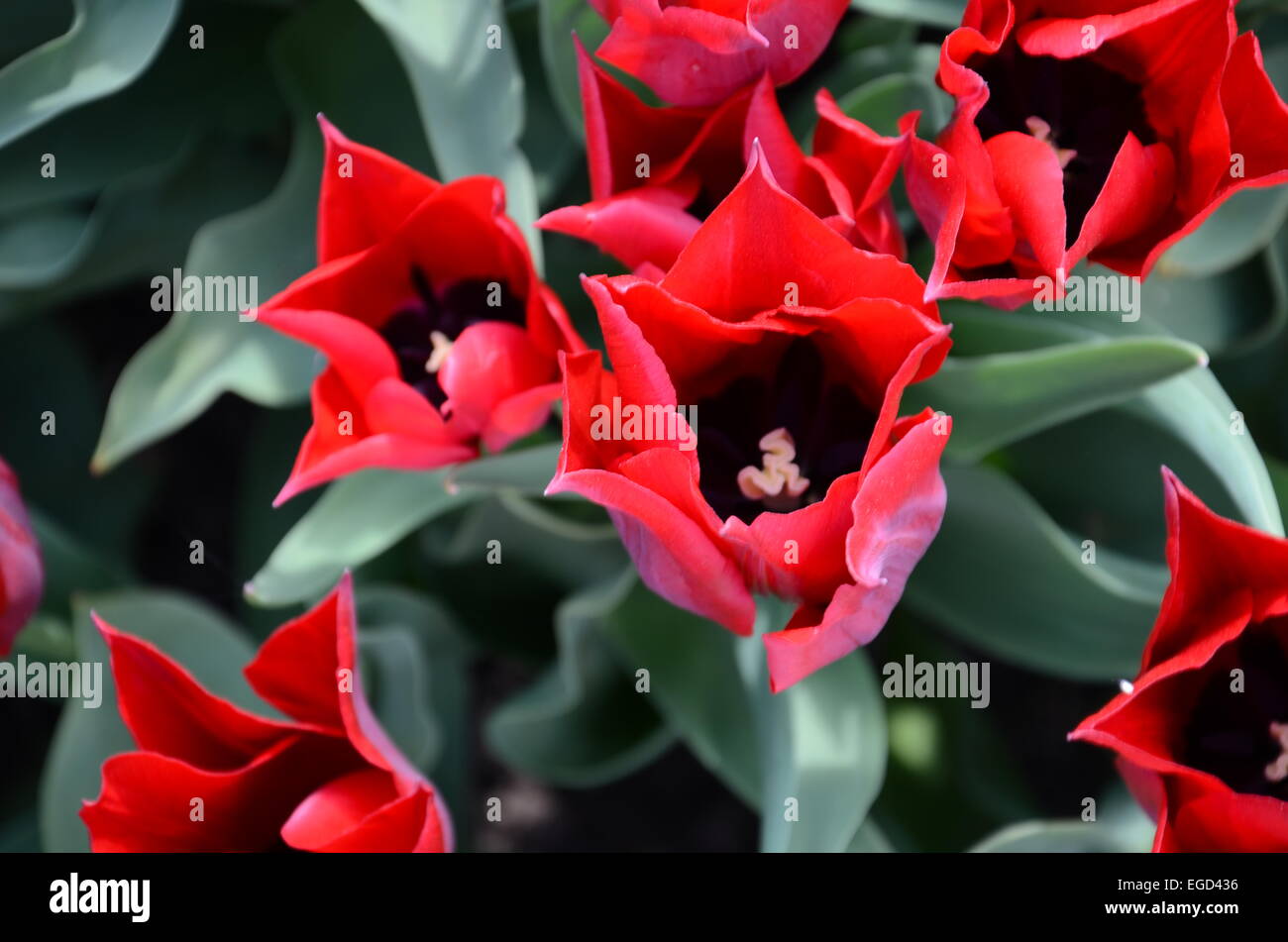 A flower opening Stock Photo - Alamy