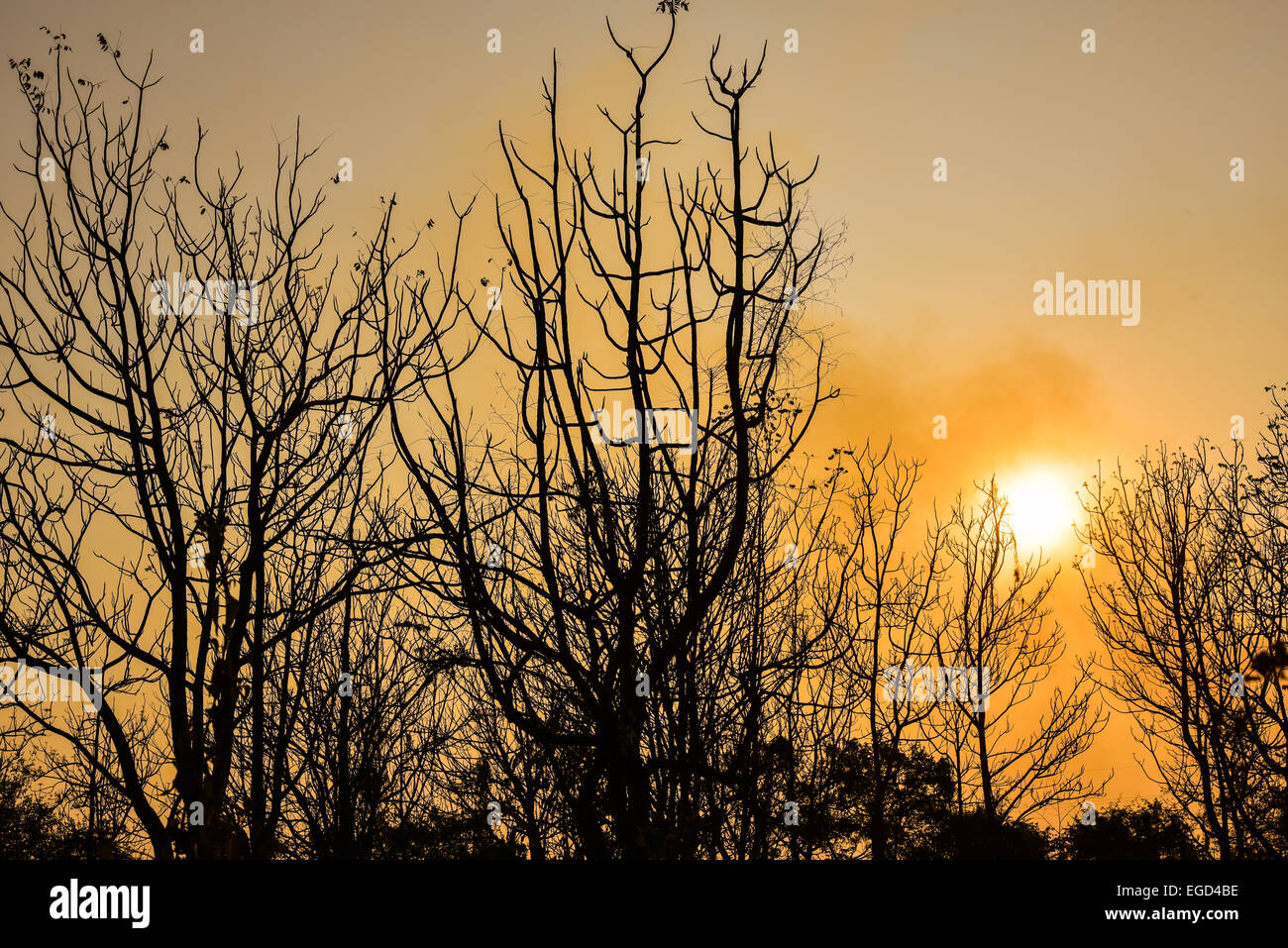 Dead tree in the sunset with a bright orange background Stock Photo - Alamy