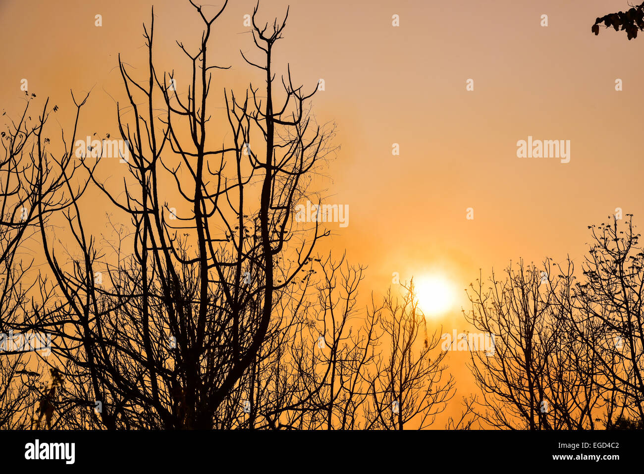 Dead tree in the sunset Stock Photo - Alamy