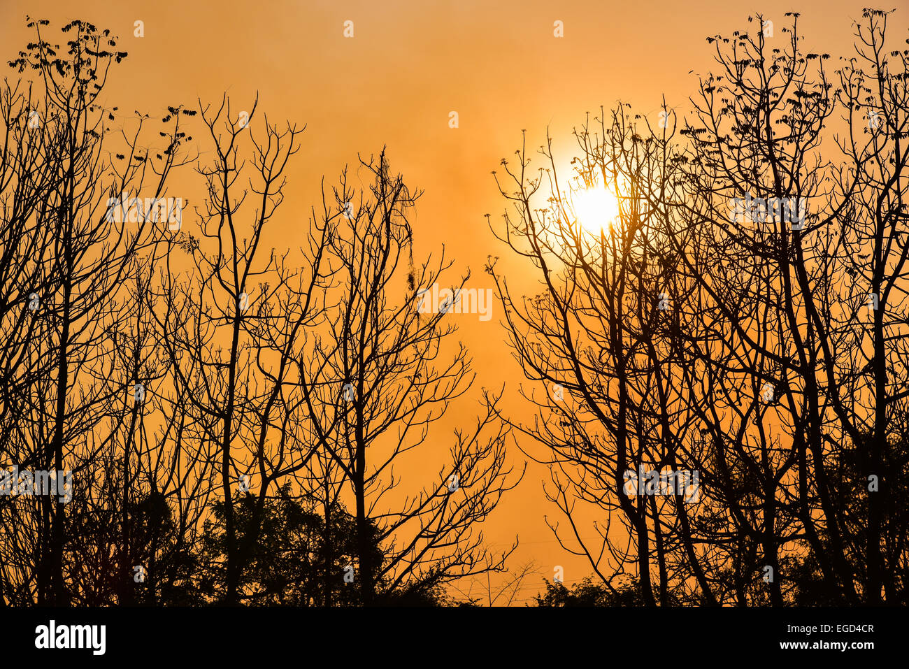Dead tree in the sunset with a bright orange background Stock Photo - Alamy