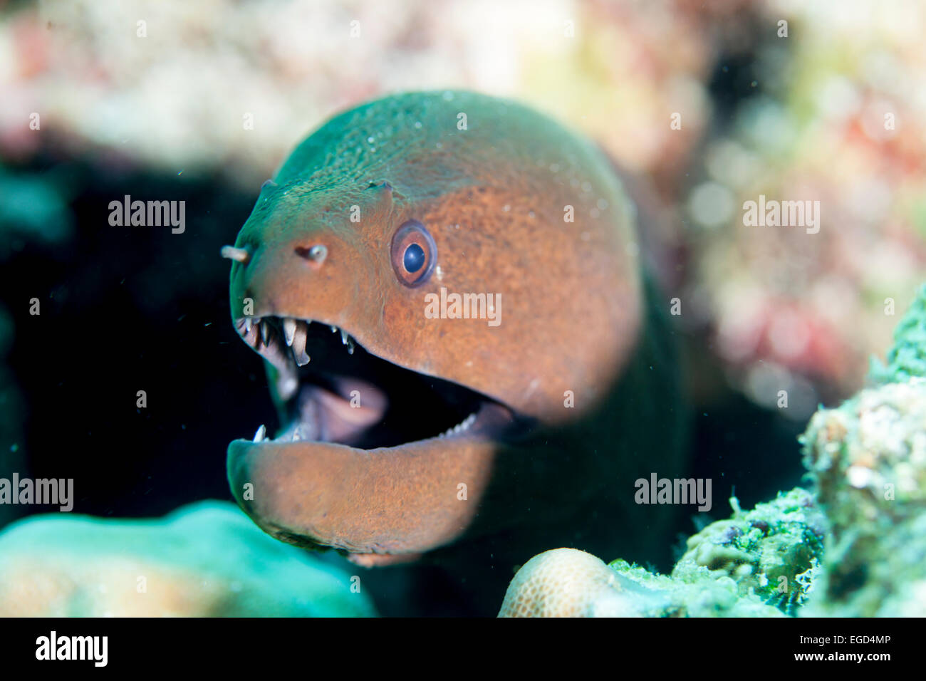 Yellowmargin Giant Moray eel's face well lit with natural light Stock ...