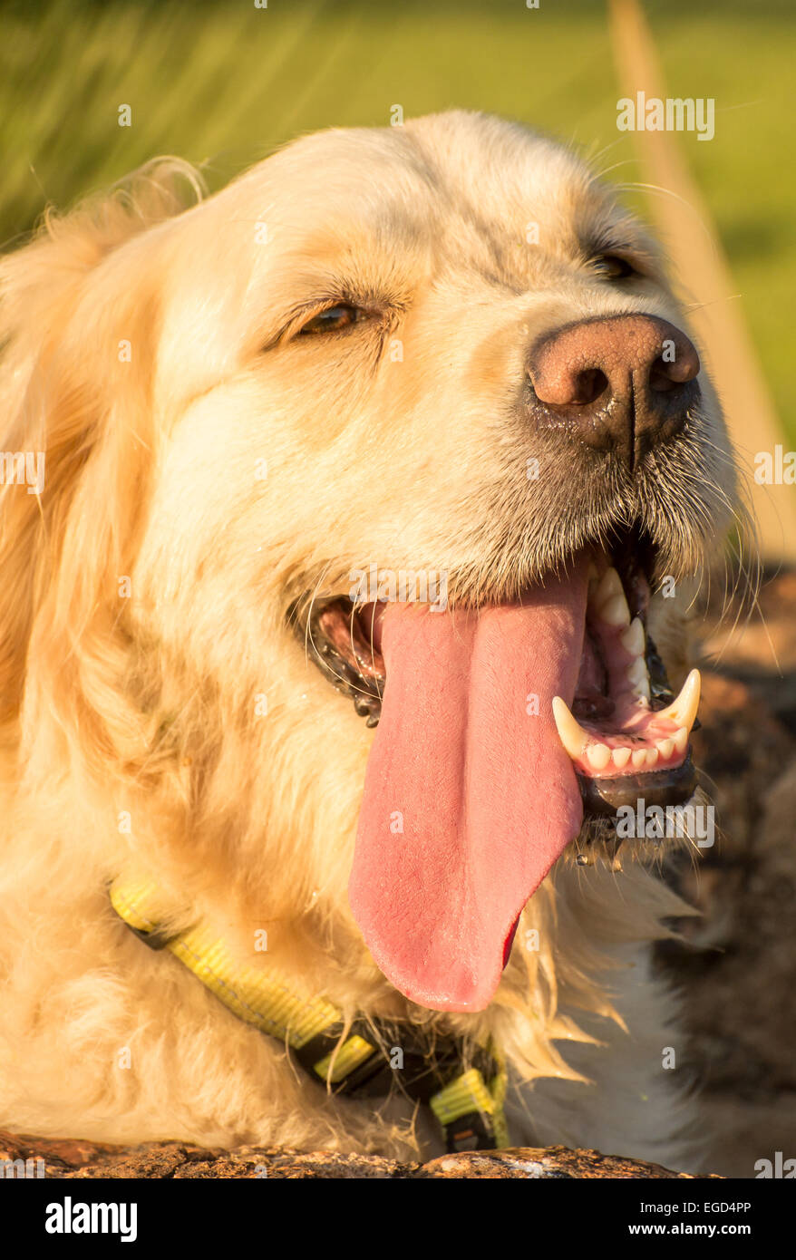 A thirsty and tired Golden Retriever lies in the water channel with her ...