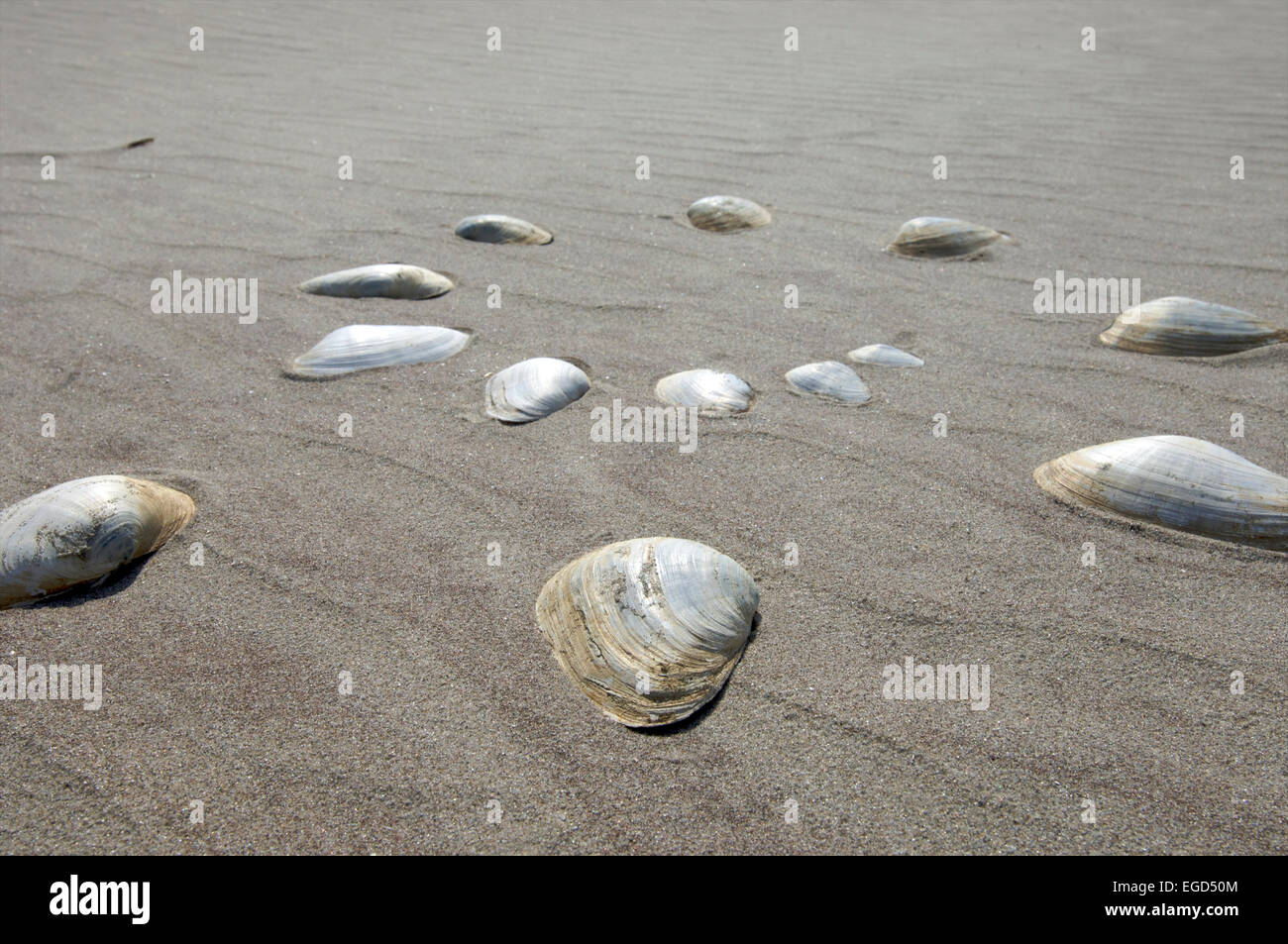 Shells on a beach in a spiral Stock Photo - Alamy