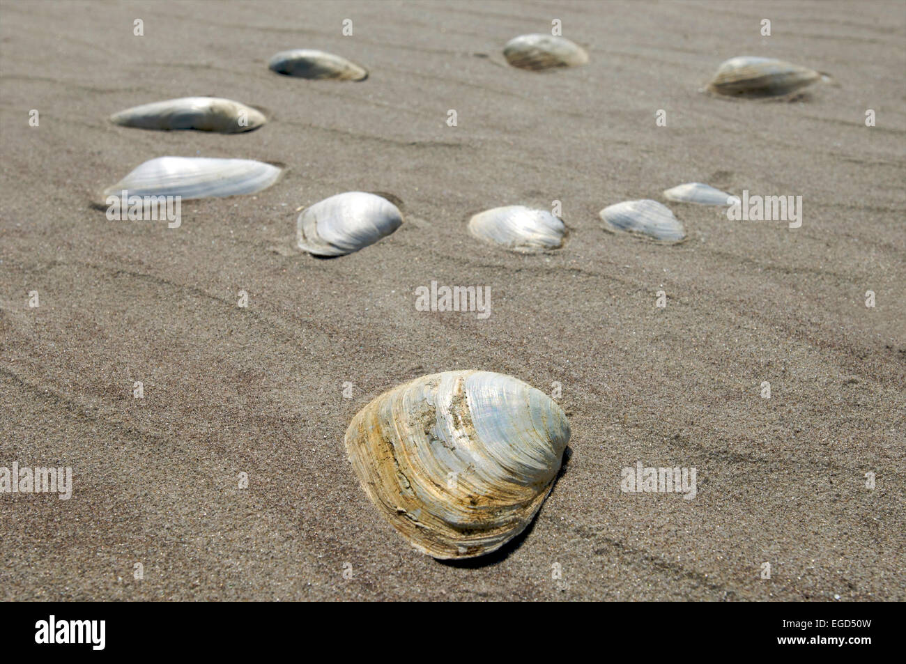 Shells on a beach in a spiral Stock Photo - Alamy