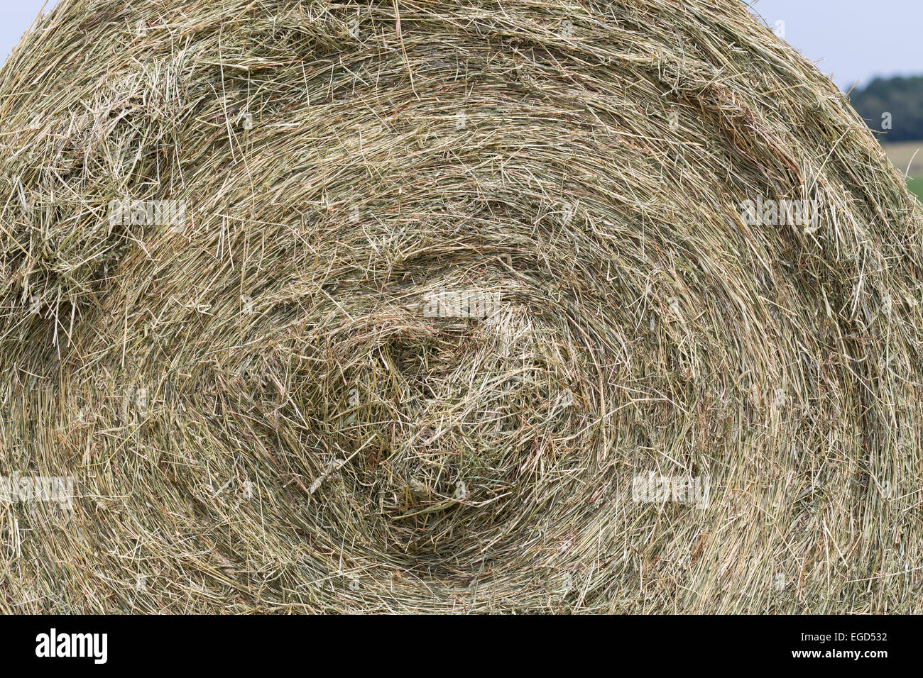 Hay rolls in a field against forest Stock Photo - Alamy
