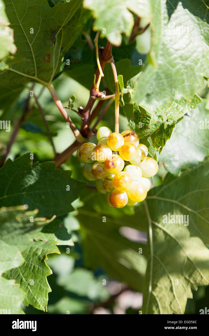 White wine grape variety hi-res stock photography and images - Alamy
