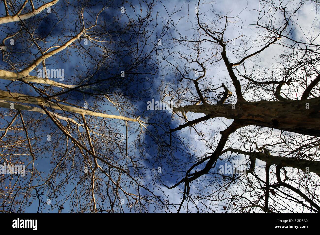 Trees from above Stock Photo - Alamy