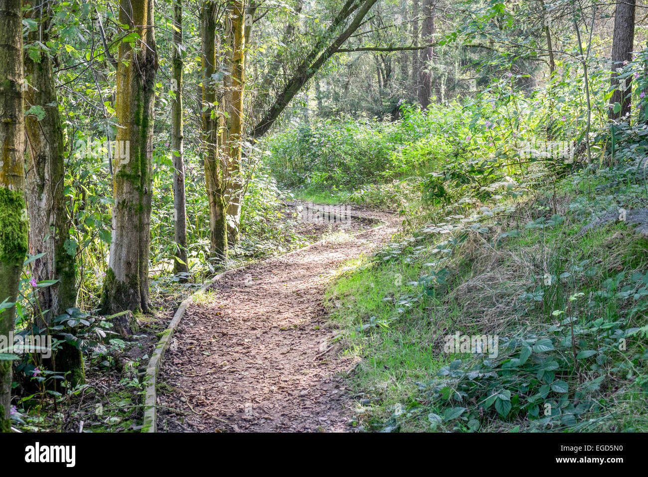 a path leading through a woodland area with shafts of light coming ...
