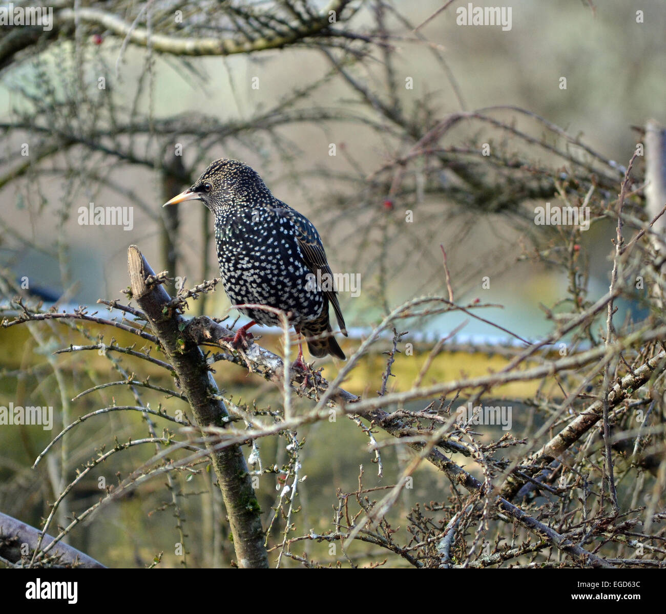 Starling feathers hi-res stock photography and images - Alamy