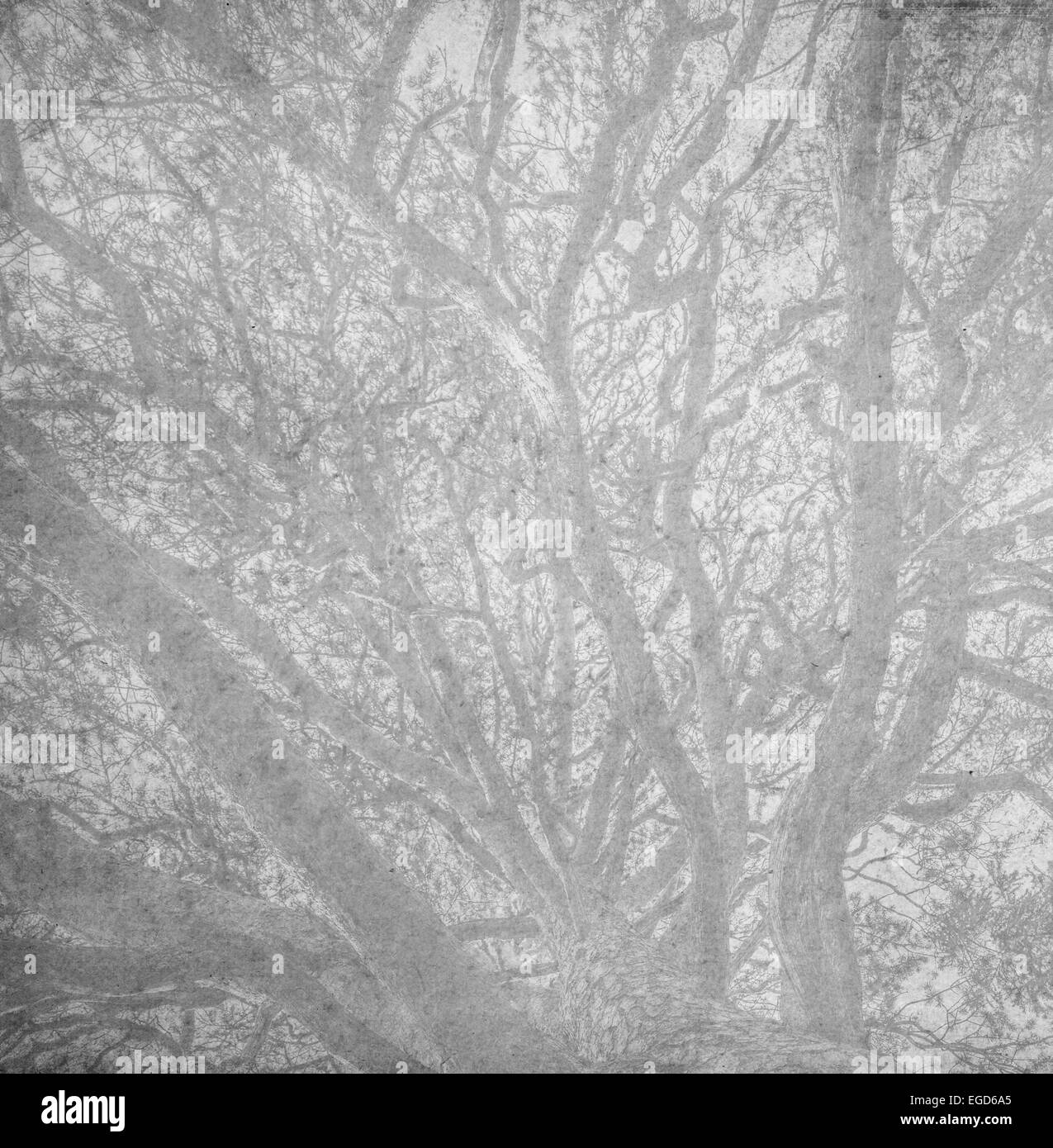 Autumn landscape tree against Black and White Stock Photos & Images - Alamy