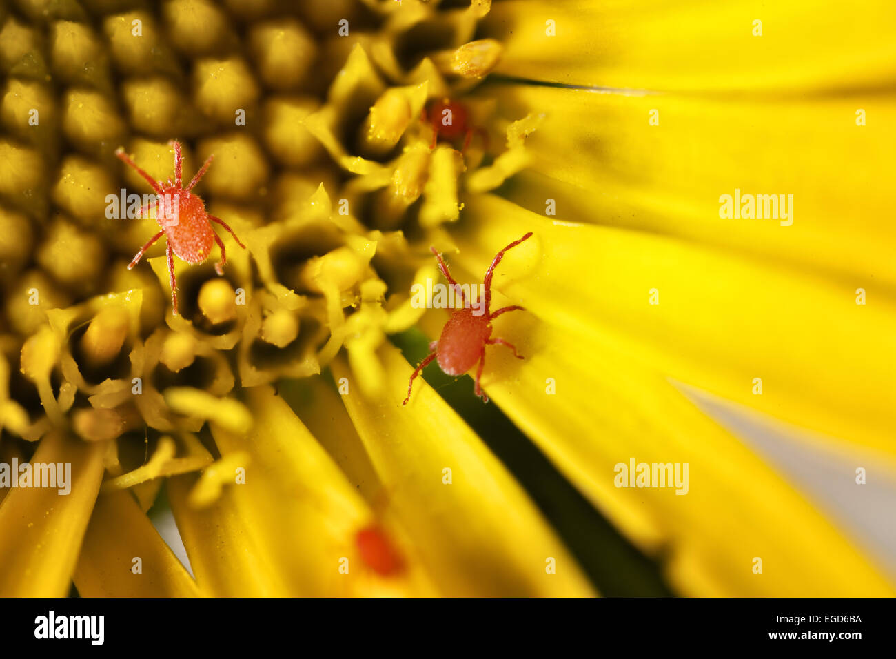 Trombidium holosericeum in flower, macrophotography Stock Photo - Alamy