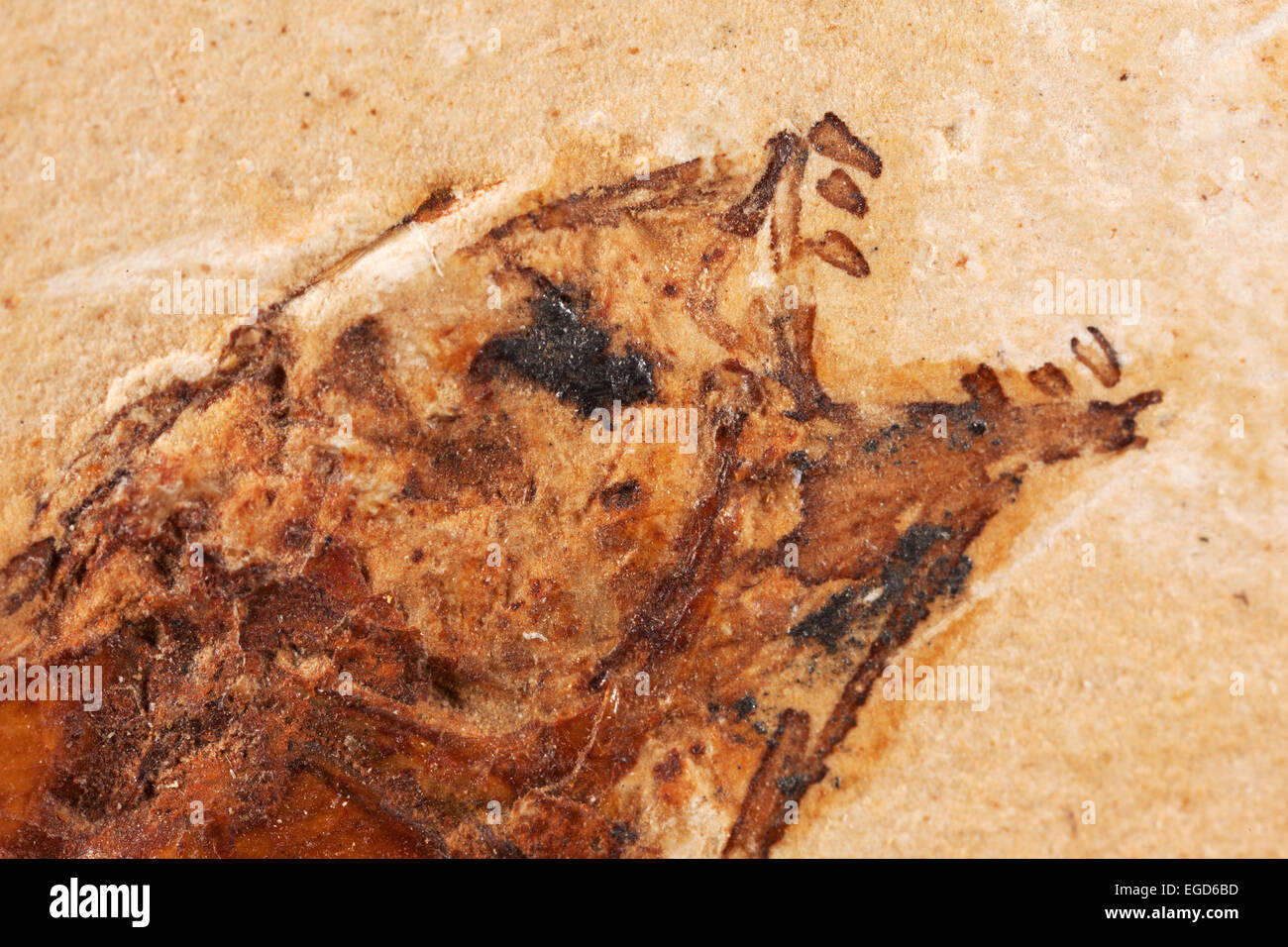 Fossil head fish in macrophotography Stock Photo - Alamy