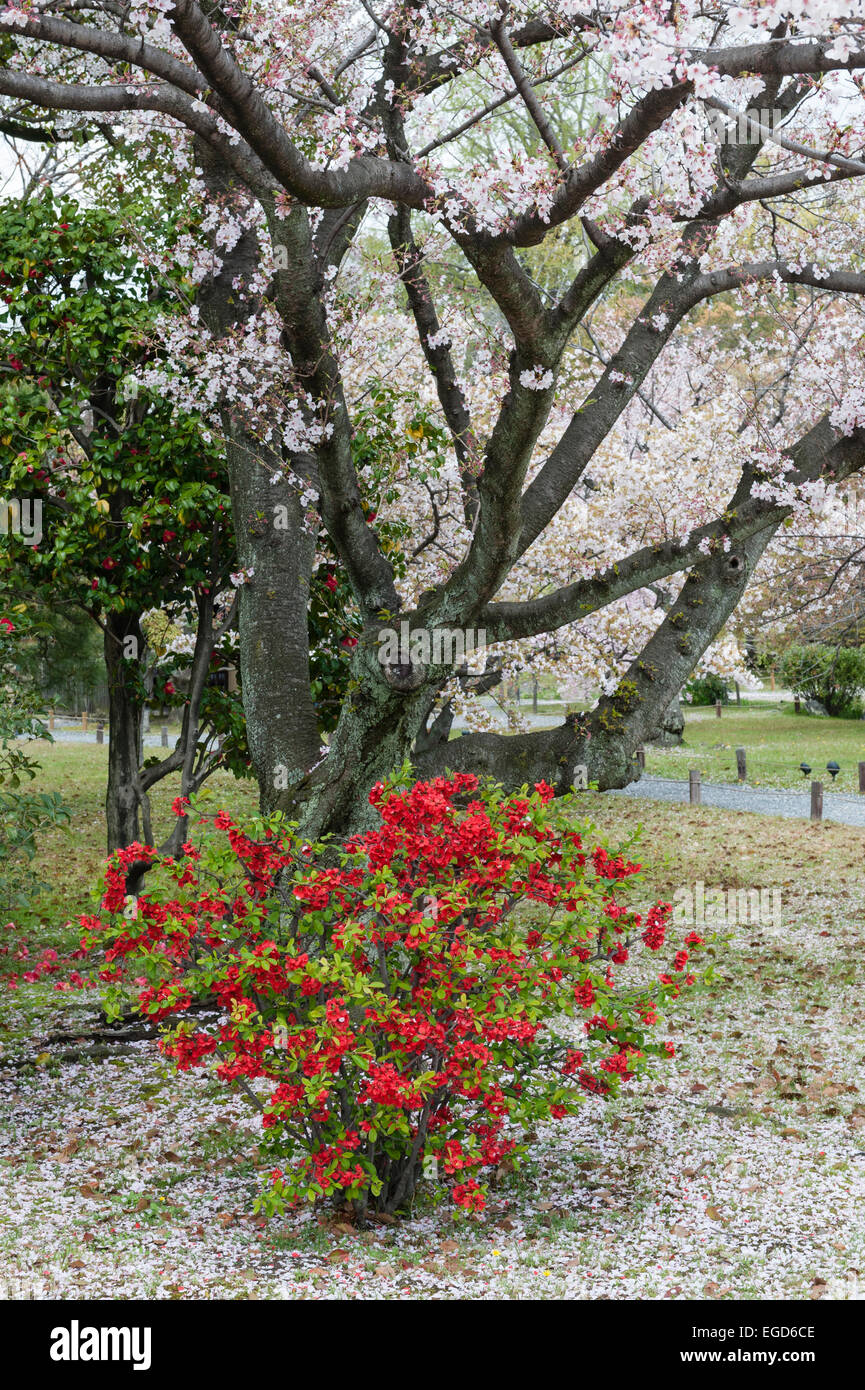A bright red Chaenomeles speciosa 'Nakai' (Japanese flowering quince ...