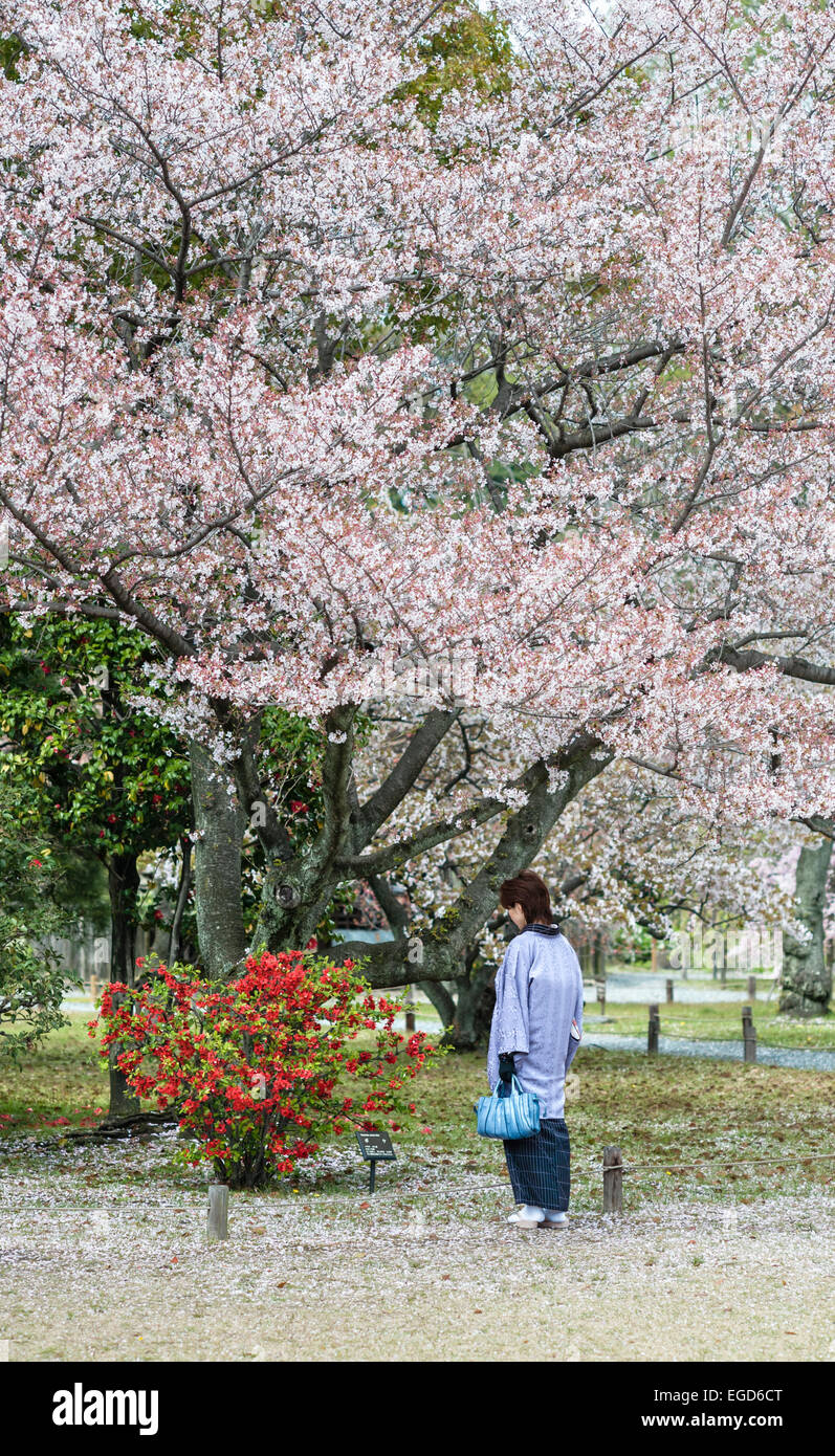 A woman admires a red Chaenomeles speciosa 'Nakai' (Japanese flowering ...