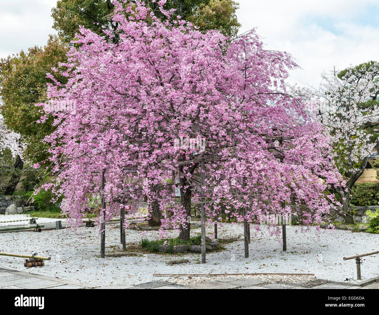 A weeping cherry tree (prunus pendula) in full bloom in the spring in ...