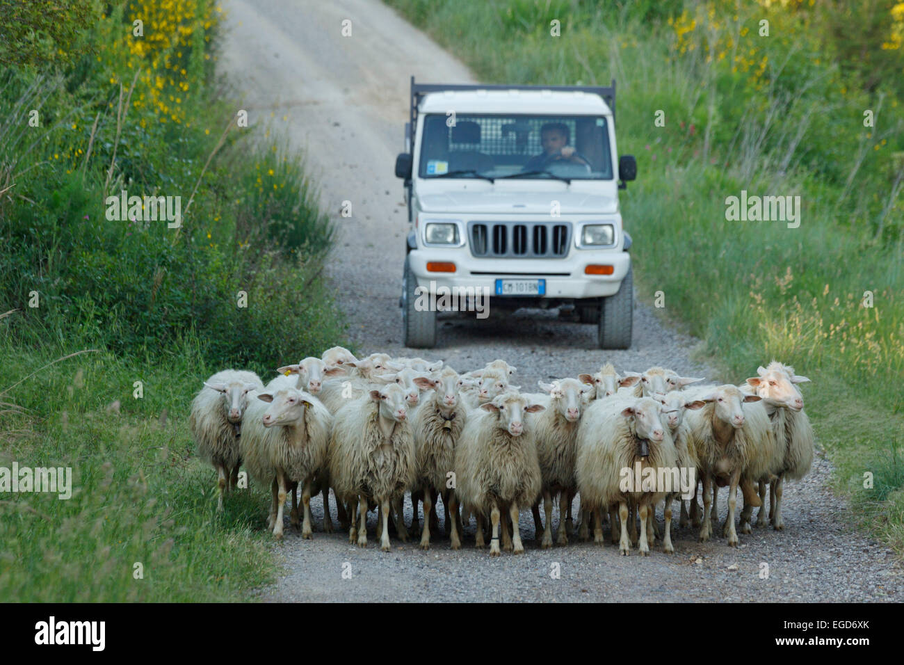 Flock of sheep in front of a car near Asciano, Orcia valley, Val d ...