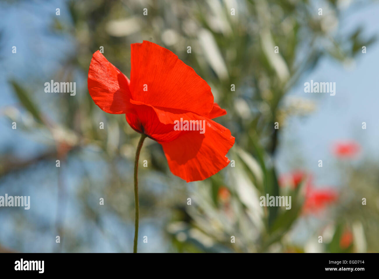 Red poppy in front of an olive tree, Tuscany, Italy, Europe Stock Photo ...