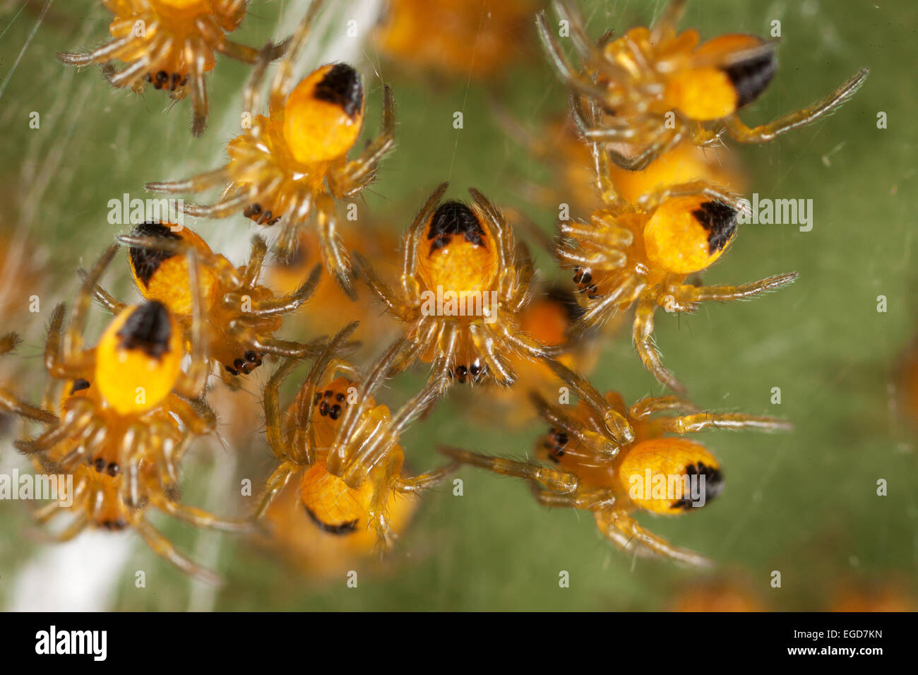 Small spiders in macrophotography Stock Photo - Alamy