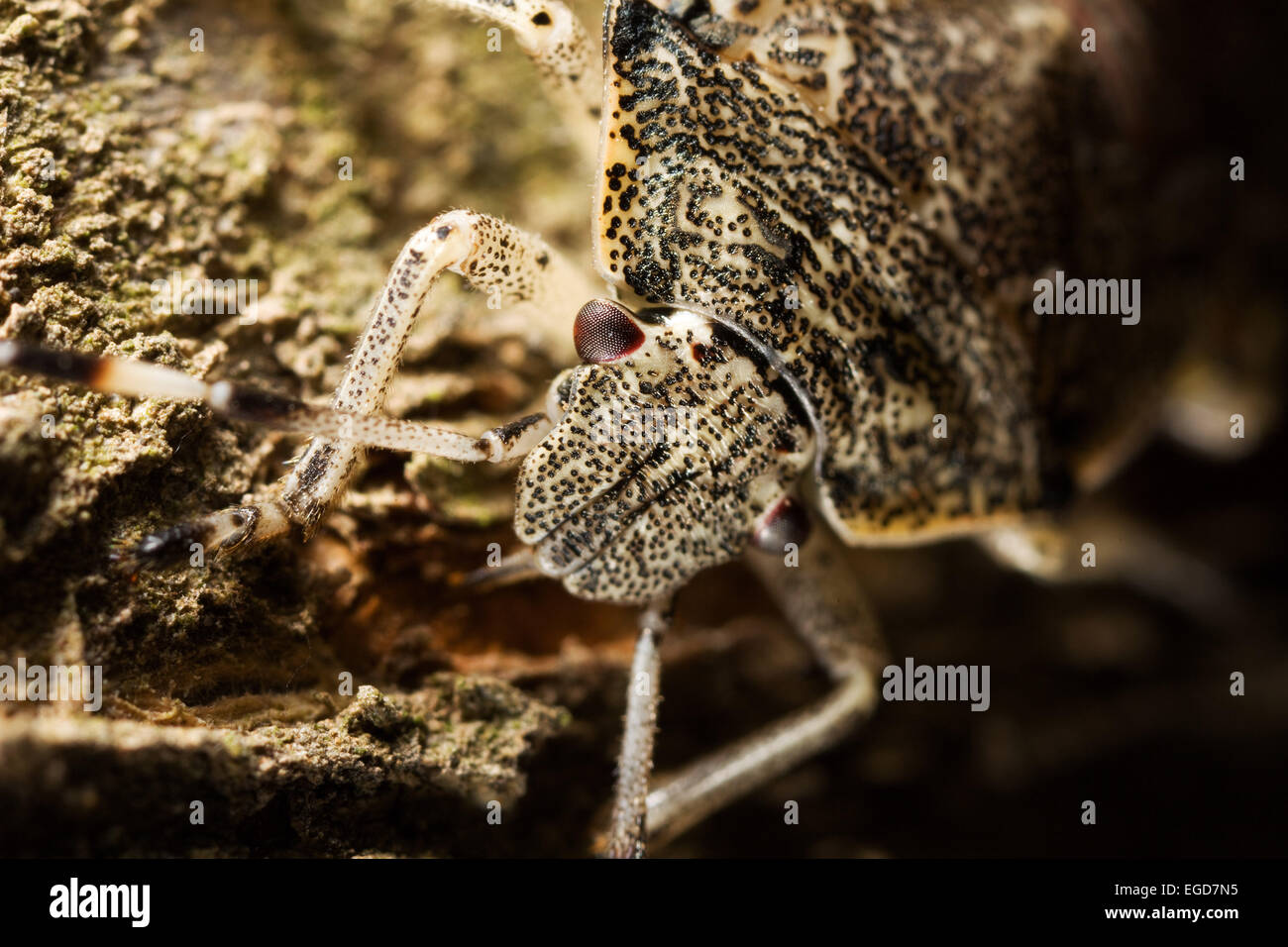 Rhaphigaster nebulosa in macrophotography Stock Photo - Alamy