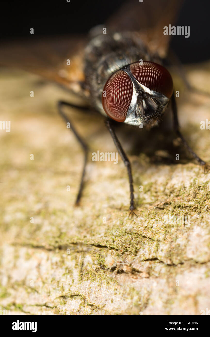 Housefly Stock Photos & Housefly Stock Images - Alamy