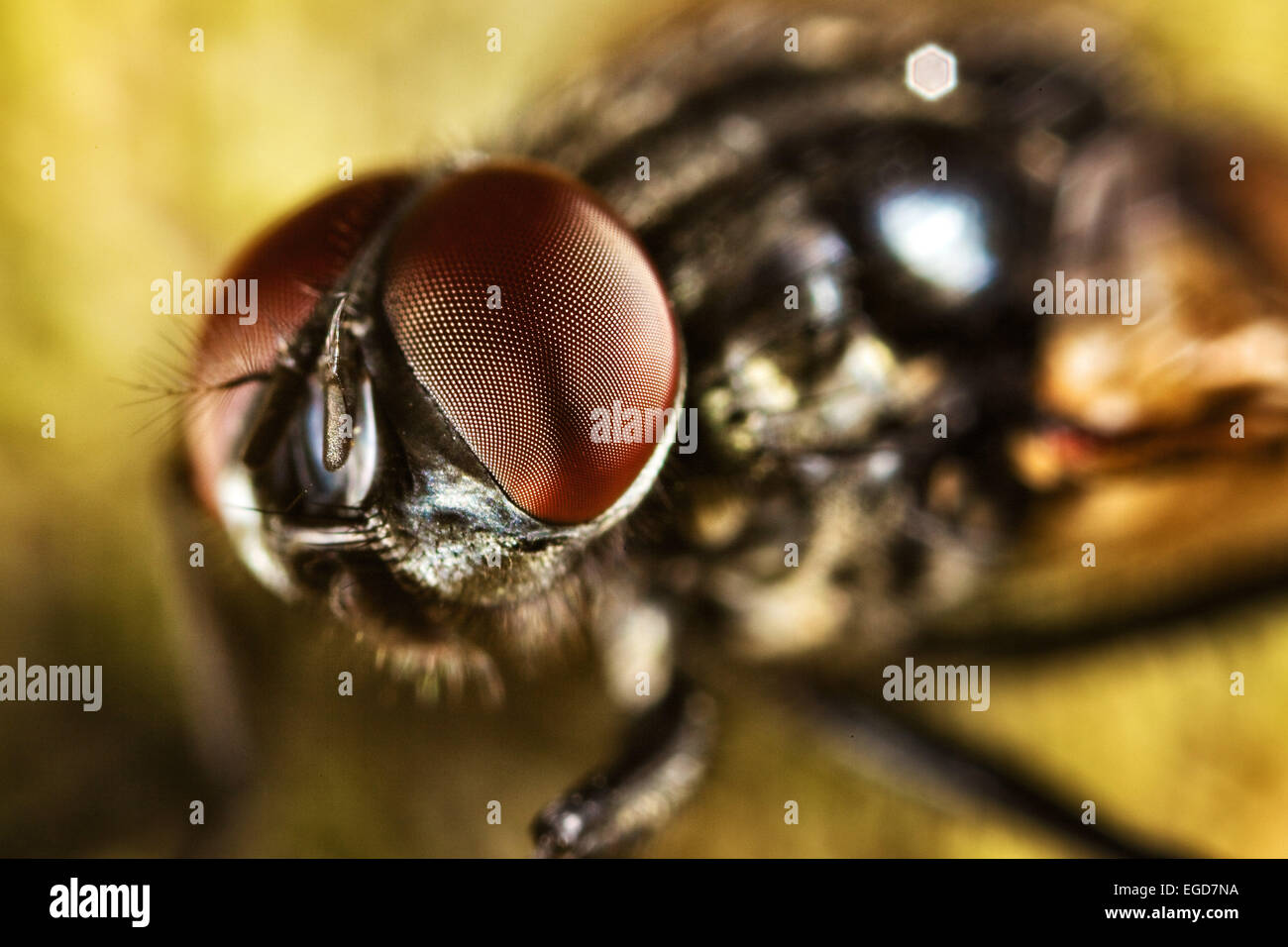 Housefly in macrophotography Stock Photo - Alamy