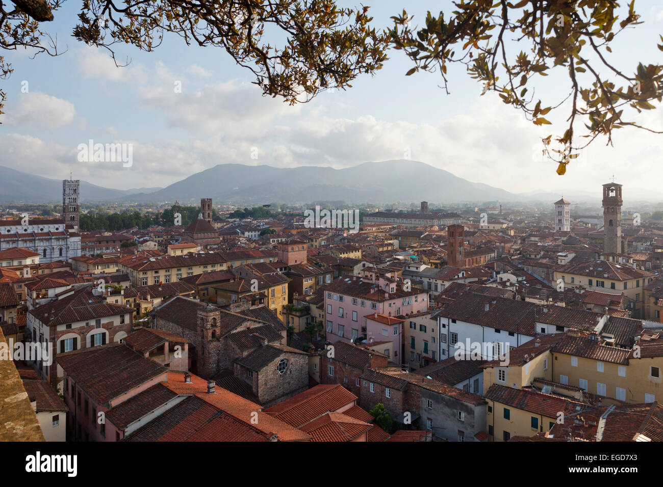View from Torre Guinigi, tower towards Duomo di San Martino, cathedral ...