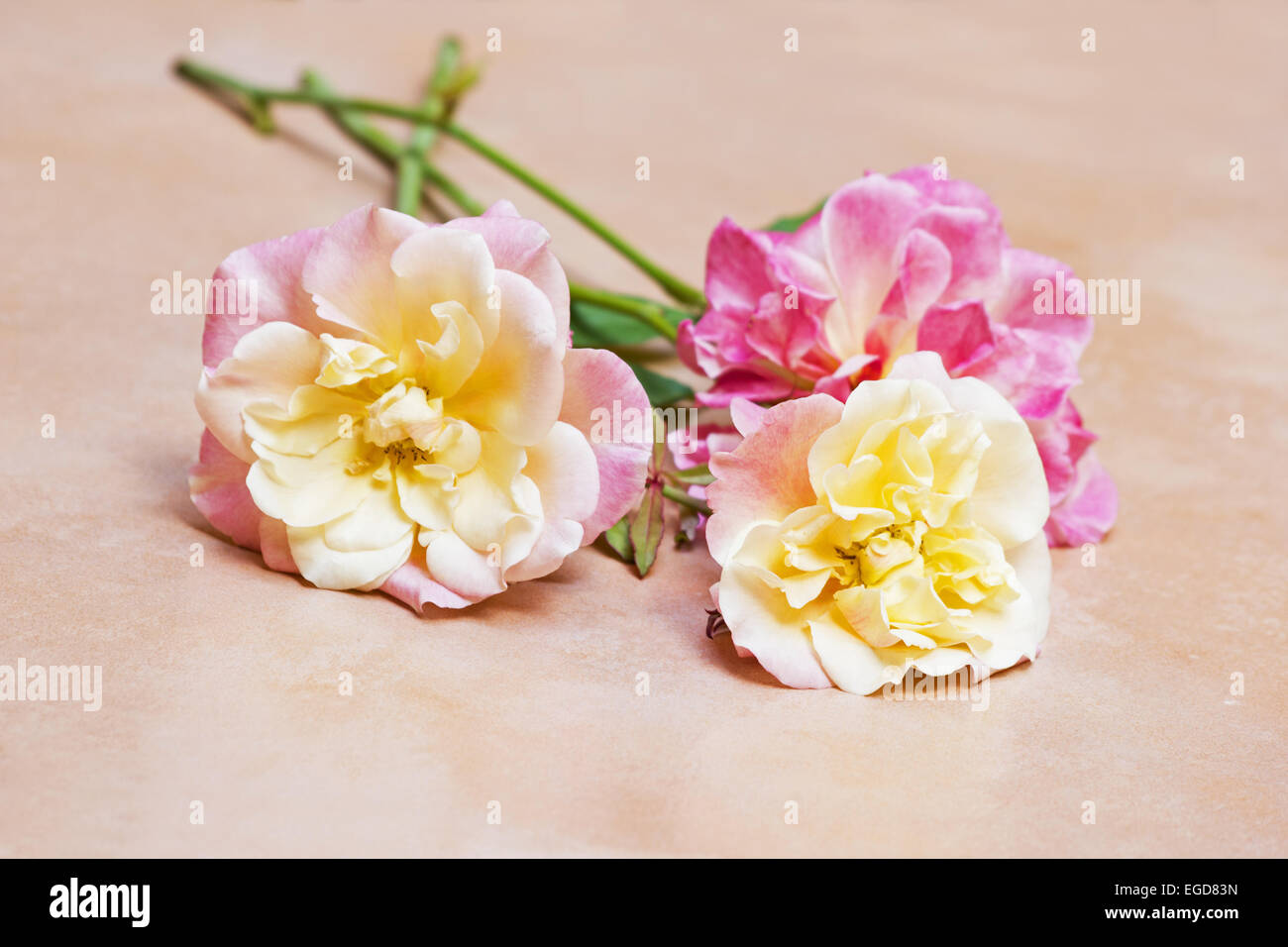 Pink and yellow roses on peachy background Stock Photo - Alamy