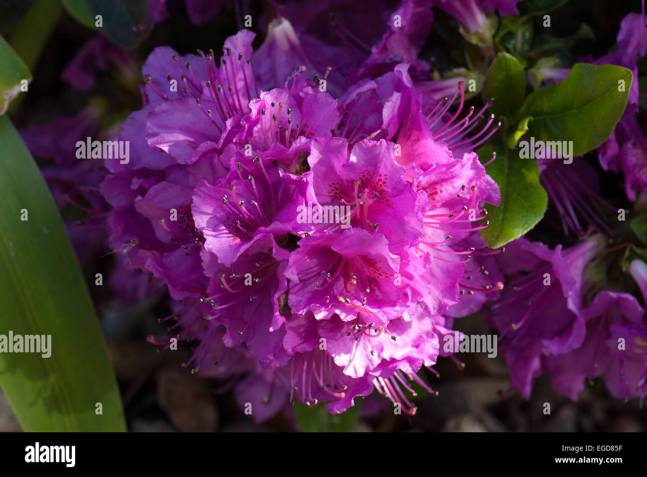 Rhododendron Ponticum Invasive Stock Photos & Rhododendron Ponticum ...