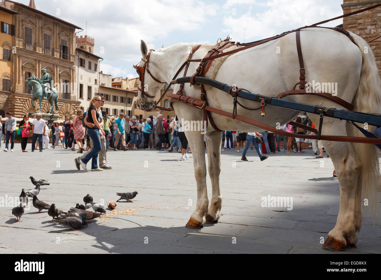 Horse and carriage on Piazza della Signoria square, historic centre of ...