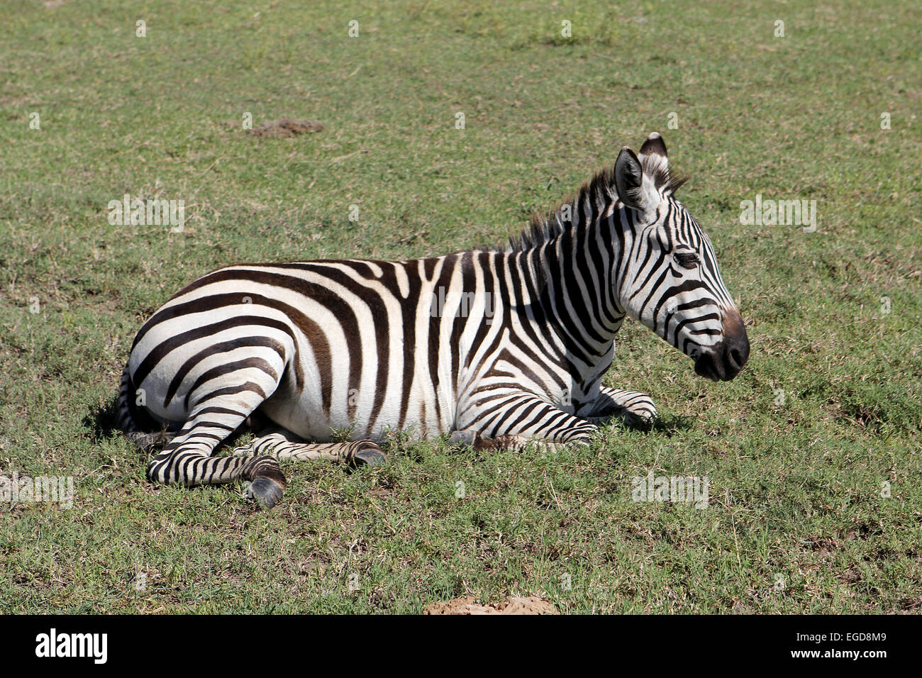 A zebra resting the fields Stock Photo - Alamy