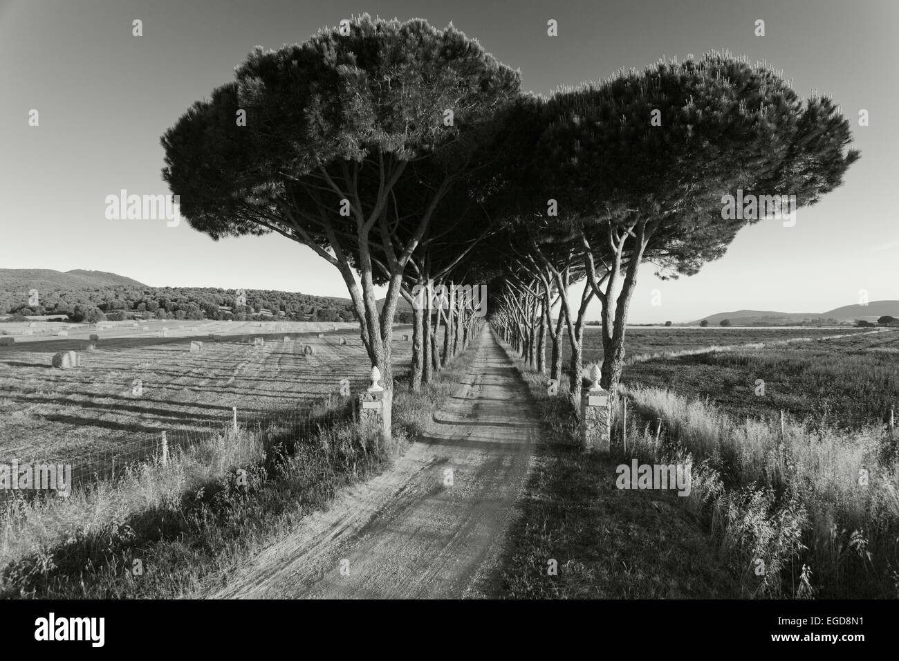Italian pine tree hi-res stock photography and images - Alamy