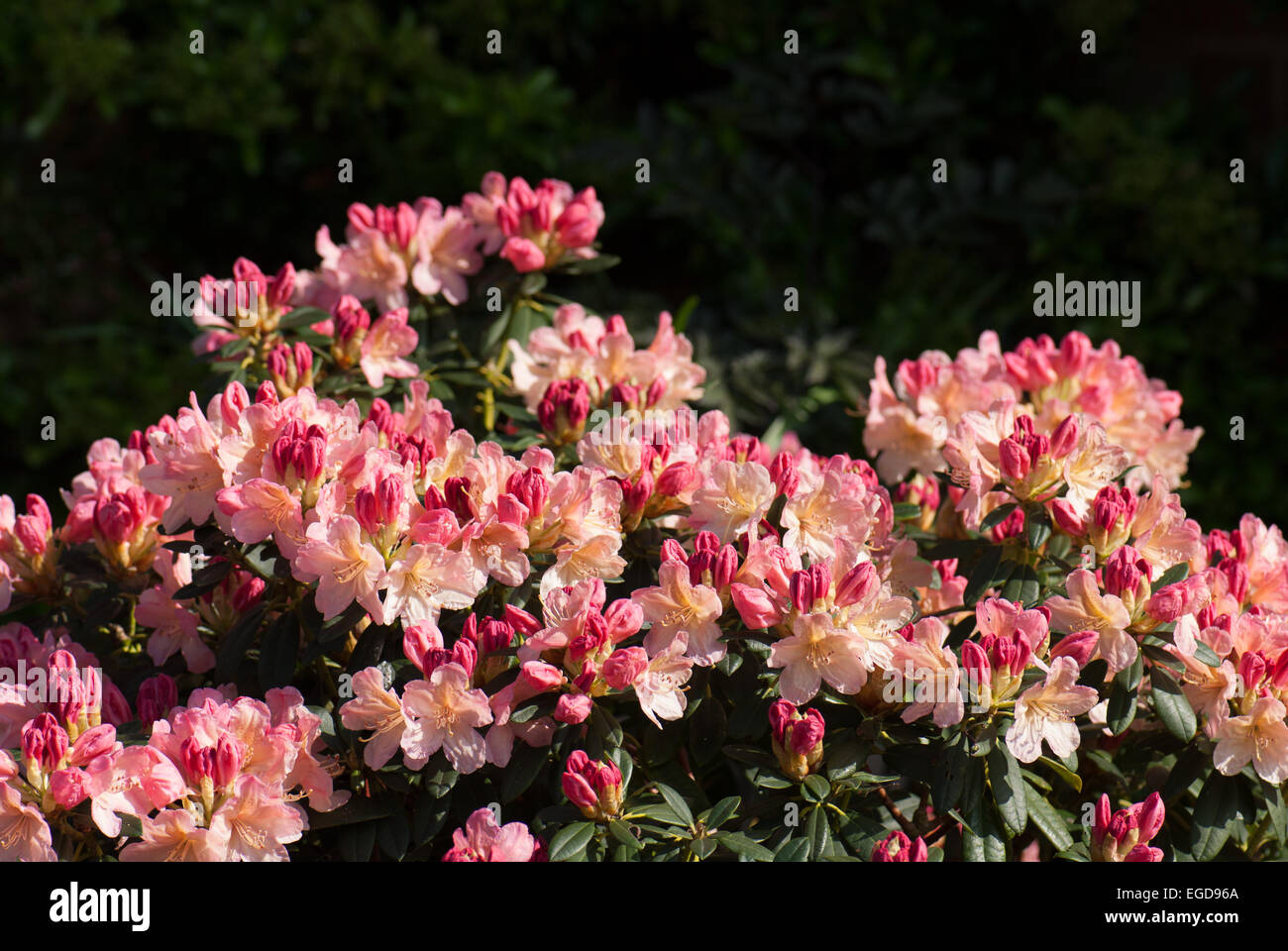 Rhododendron 'Percy Wiseman' Stock Photo - Alamy