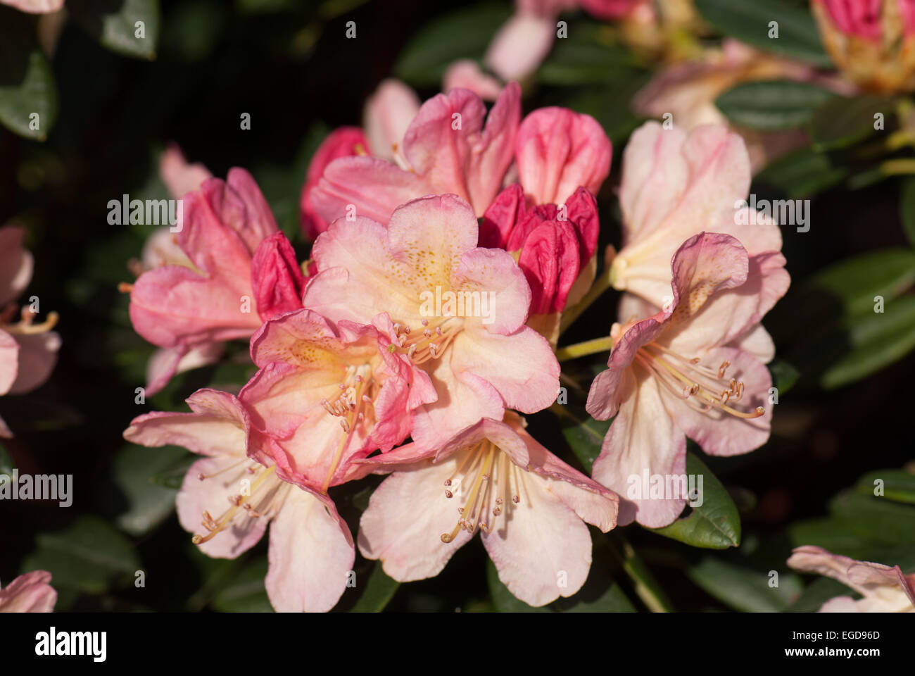 Rhododendron 'Percy Wiseman' Stock Photo - Alamy